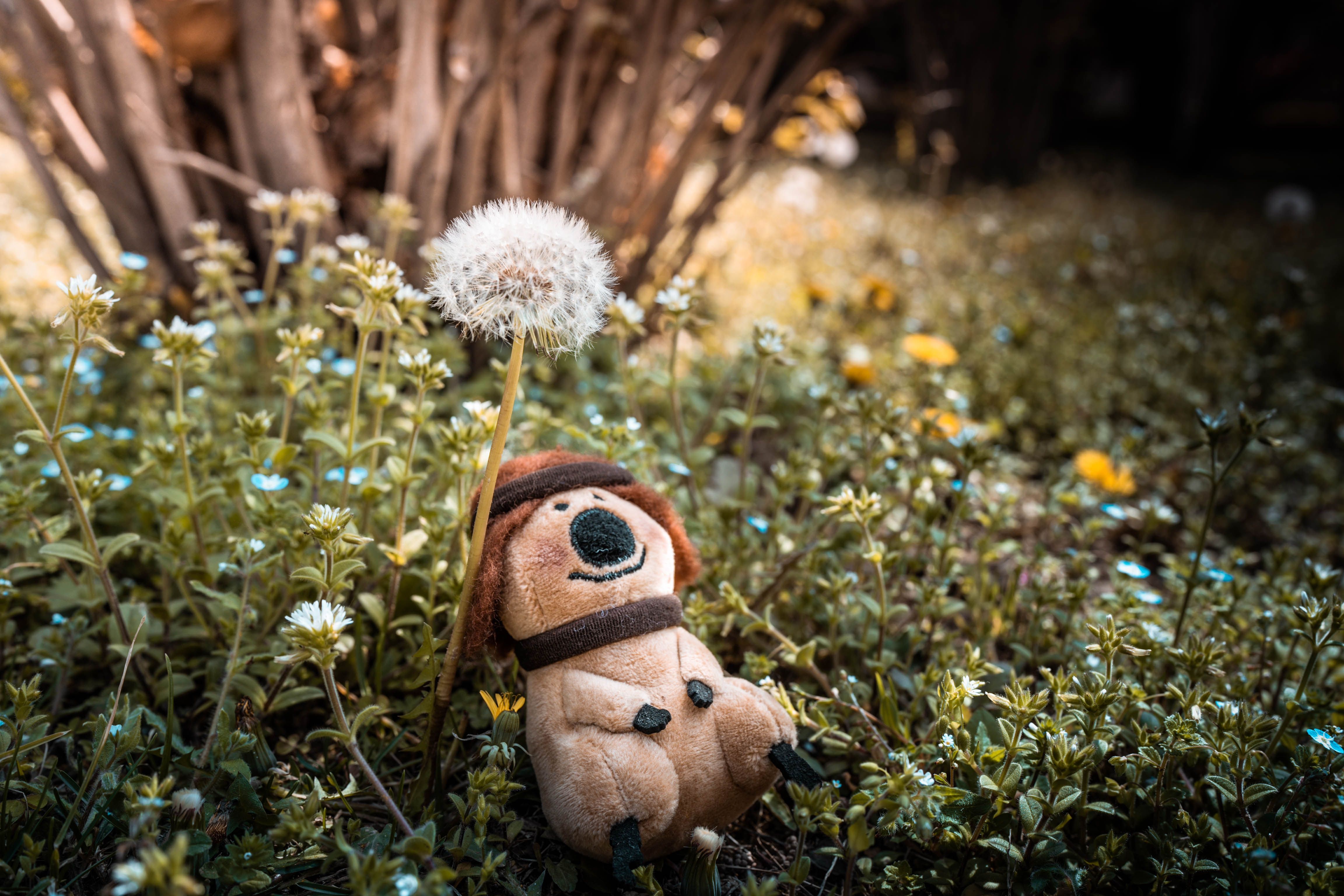 Plush Grass Photos, Download The BEST Free Plush Grass Stock Photos ...