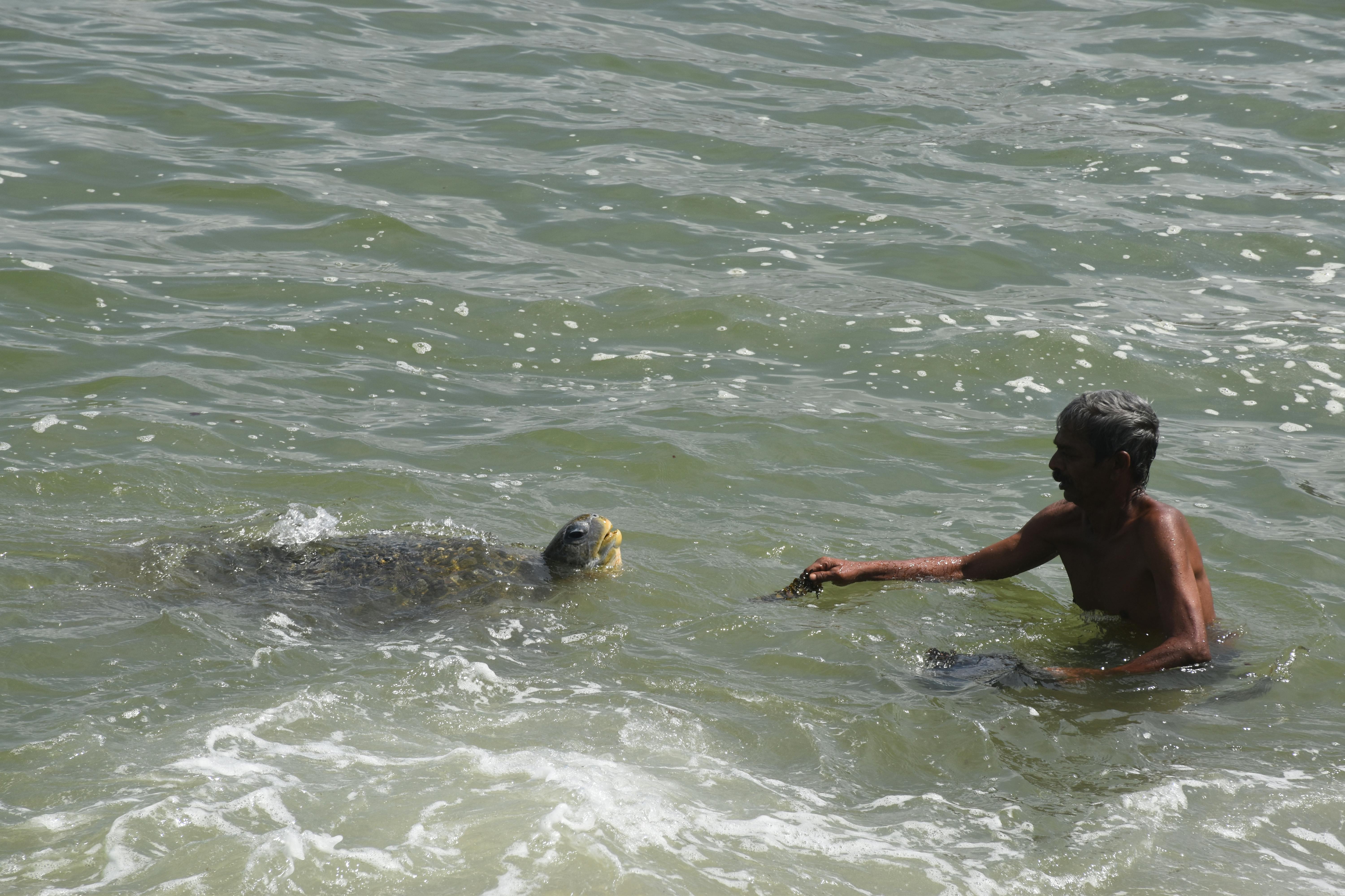 White and Black Turtle Under Water · Free Stock Photo