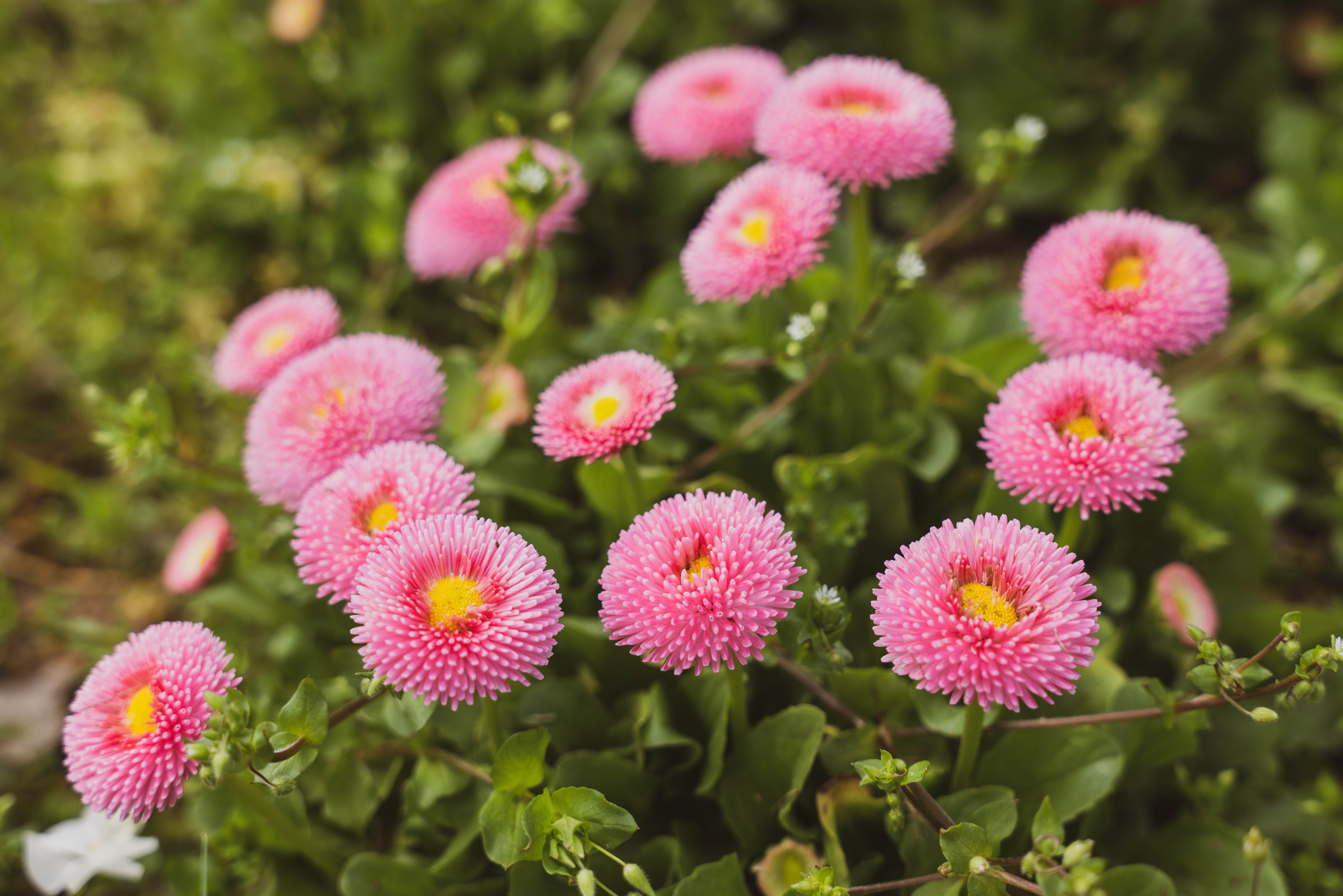 Close up of Pink Roses · Free Stock Photo