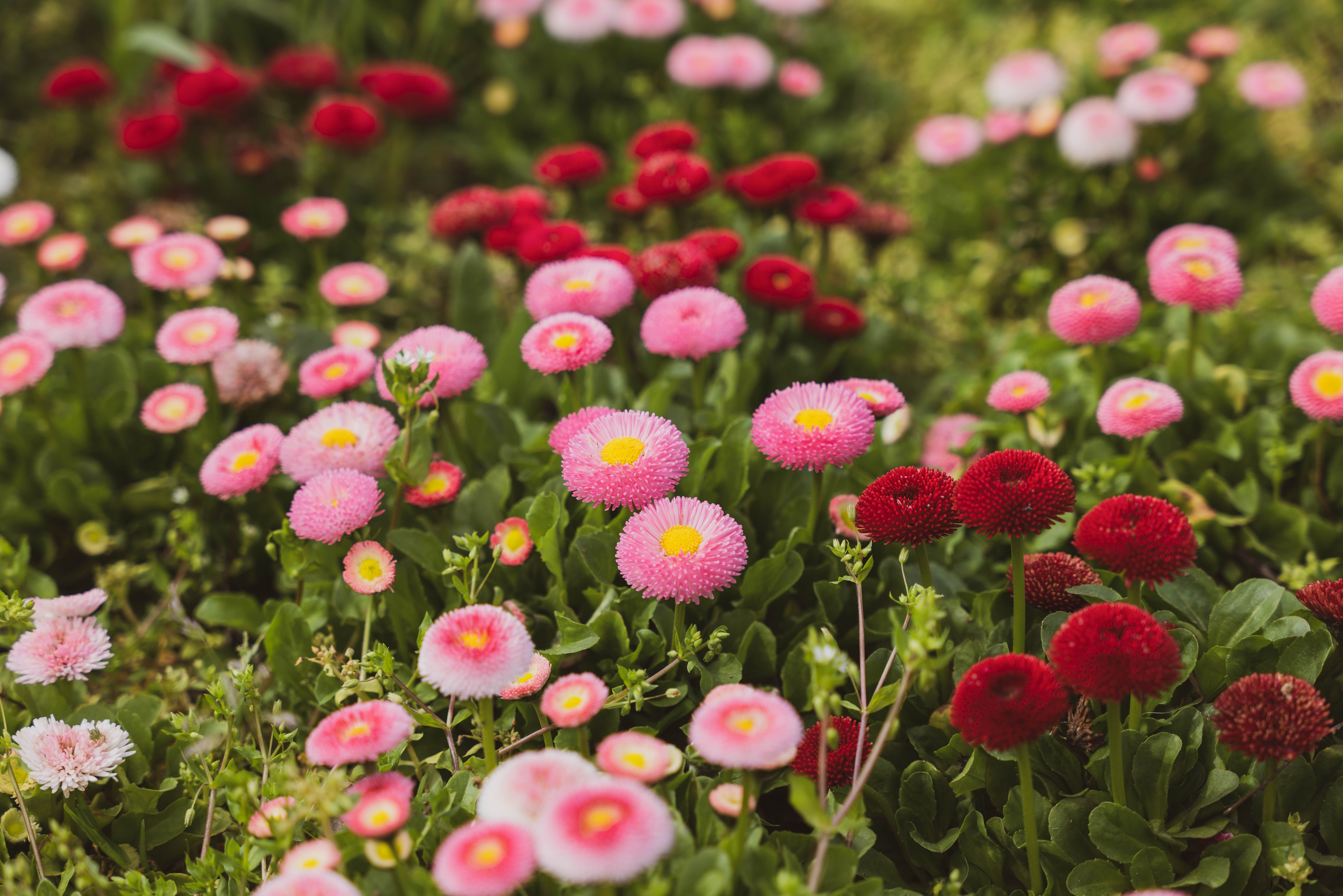 Colorful Flowers on Ground · Free Stock Photo