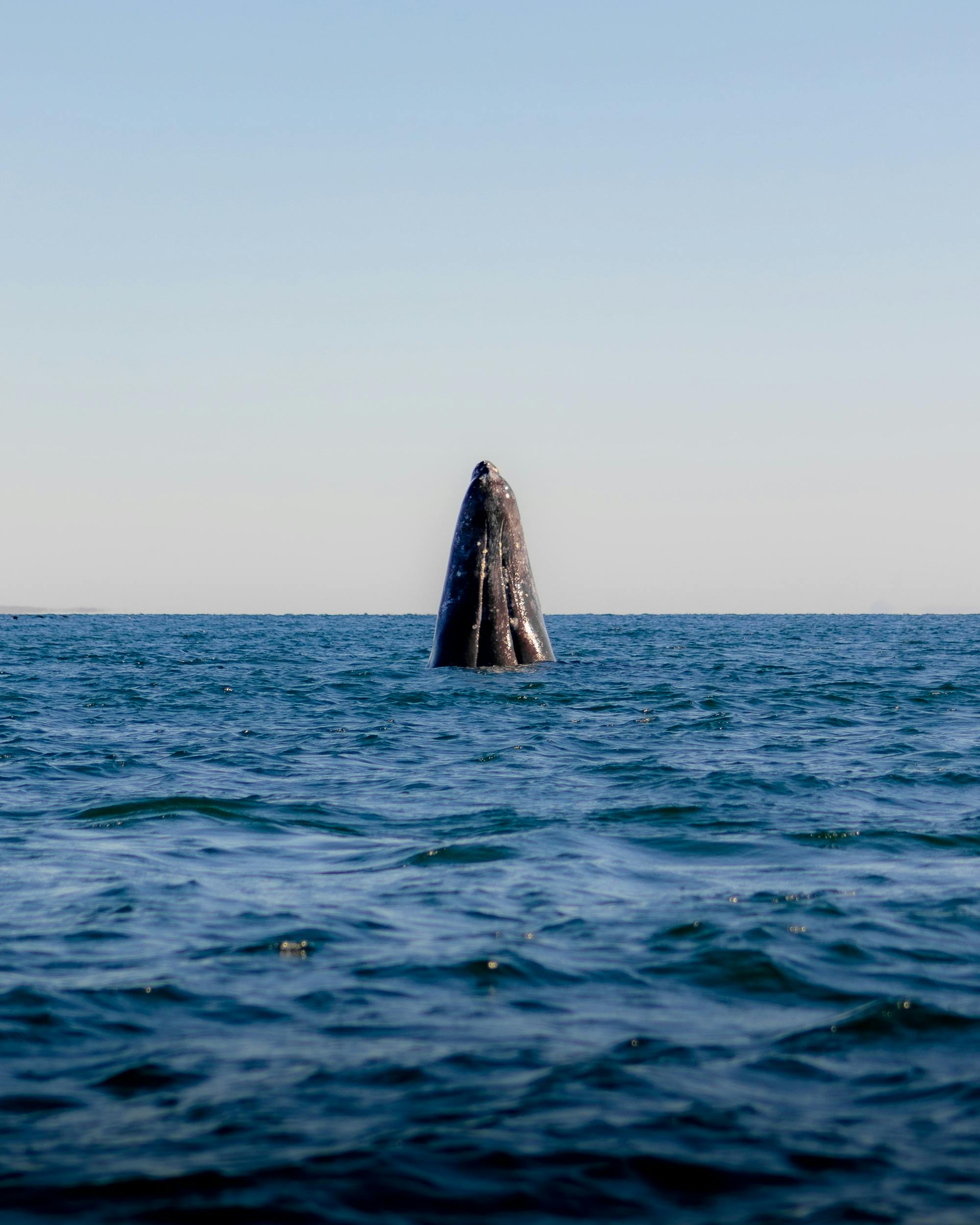 Whale Breaching Photos, Download The BEST Free Whale Breaching Stock ...