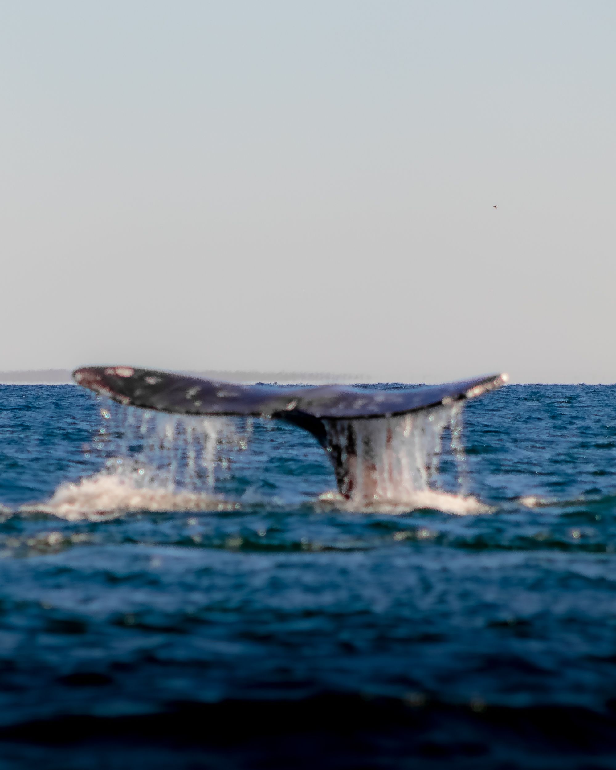 Whale Tail over Water · Free Stock Photo