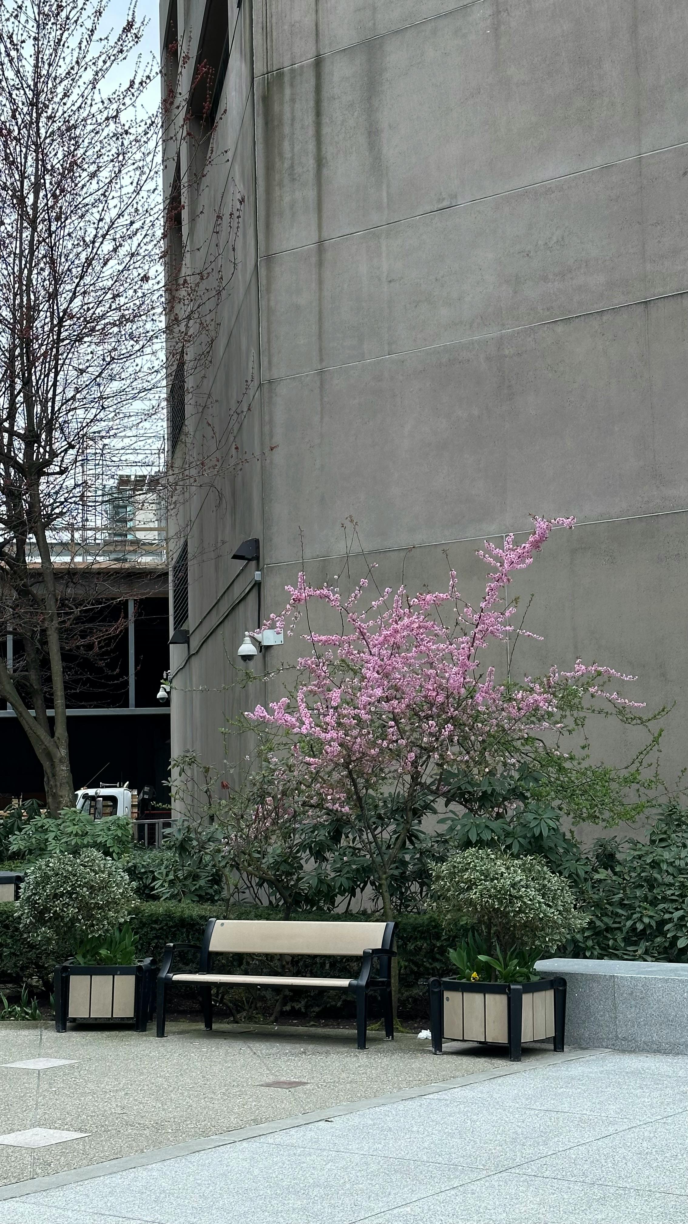 Cherry Blossom Behind Bench in Park · Free Stock Photo
