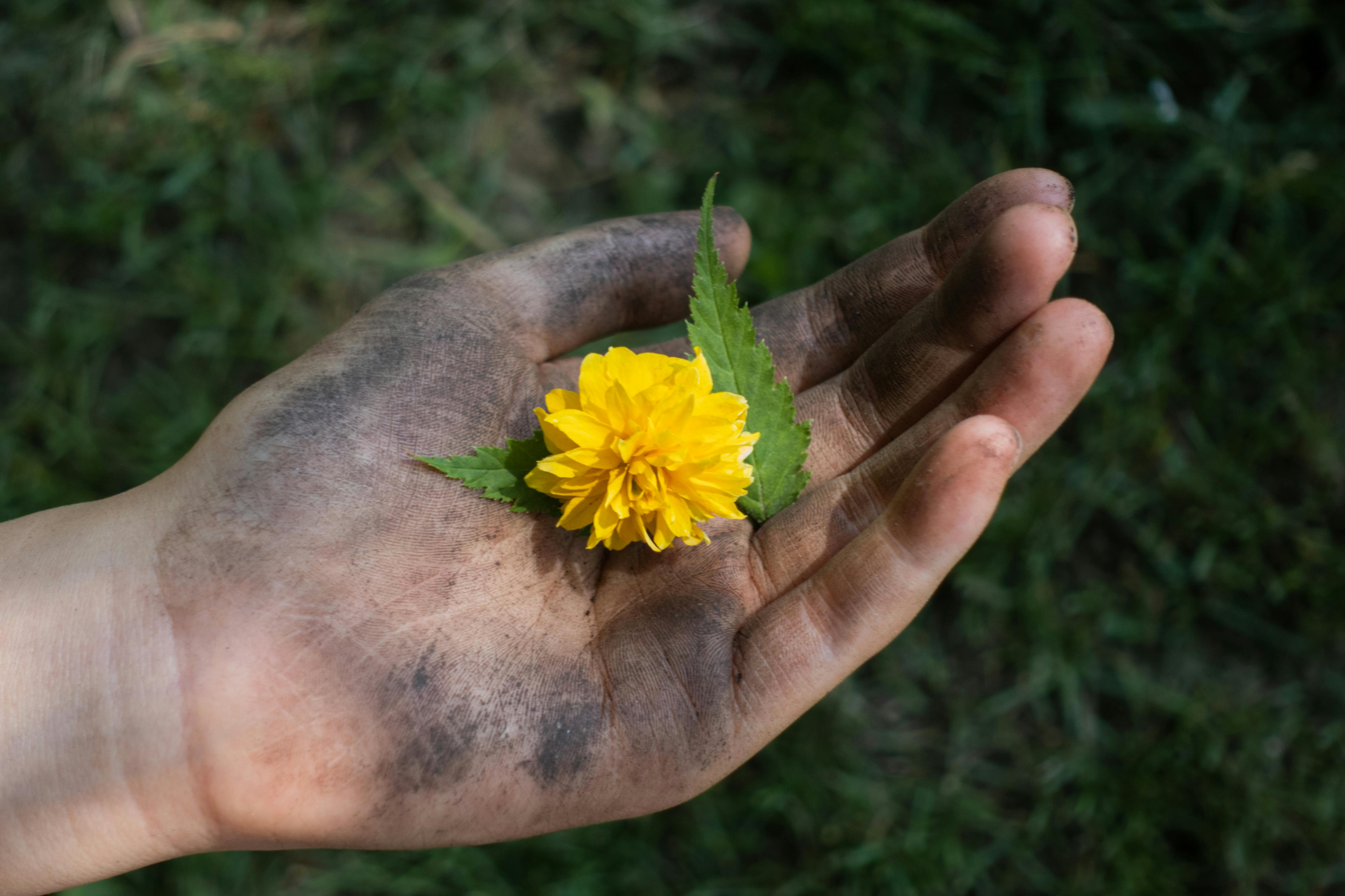 Flower on Hand · Free Stock Photo