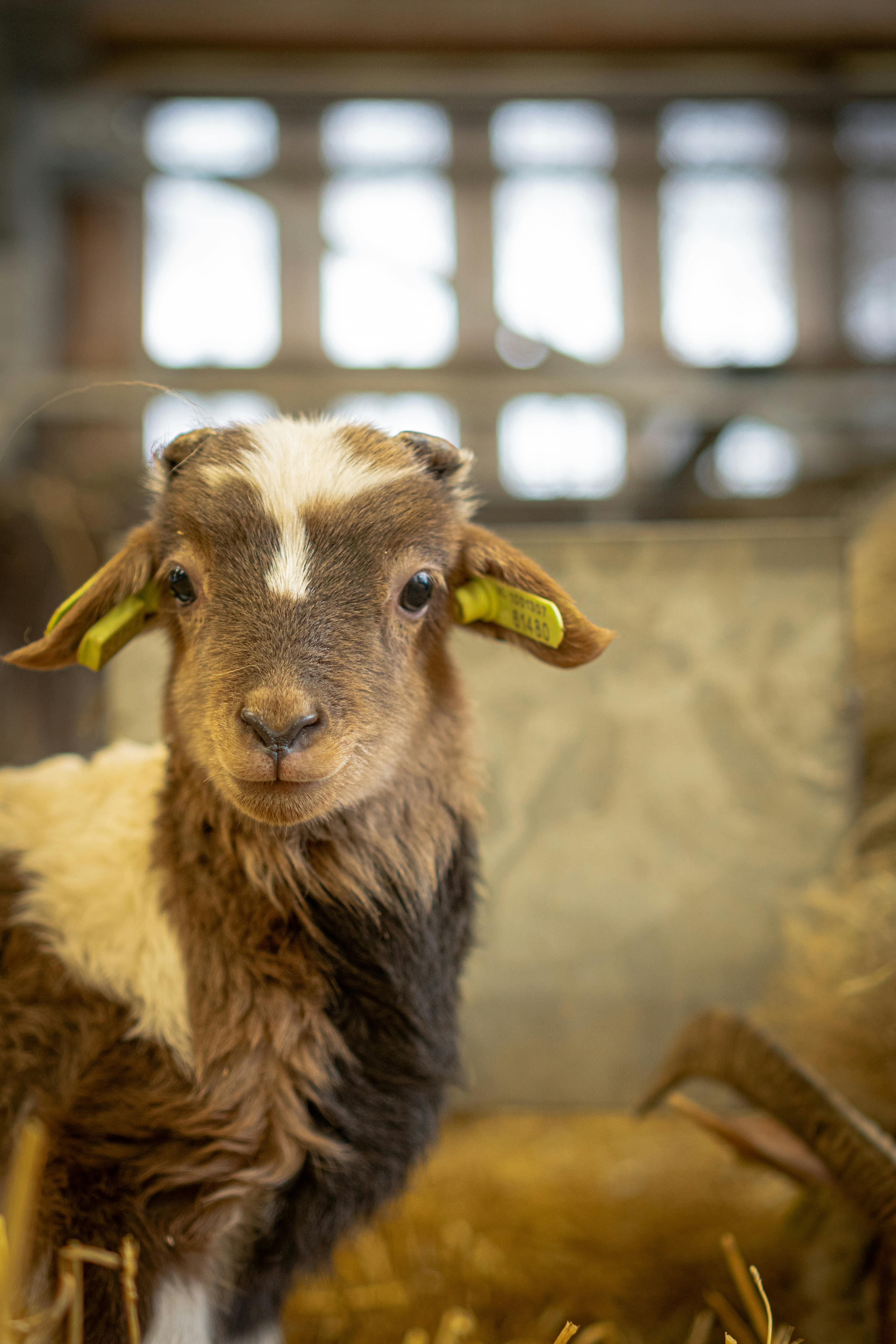 Close up of Goat Kid · Free Stock Photo