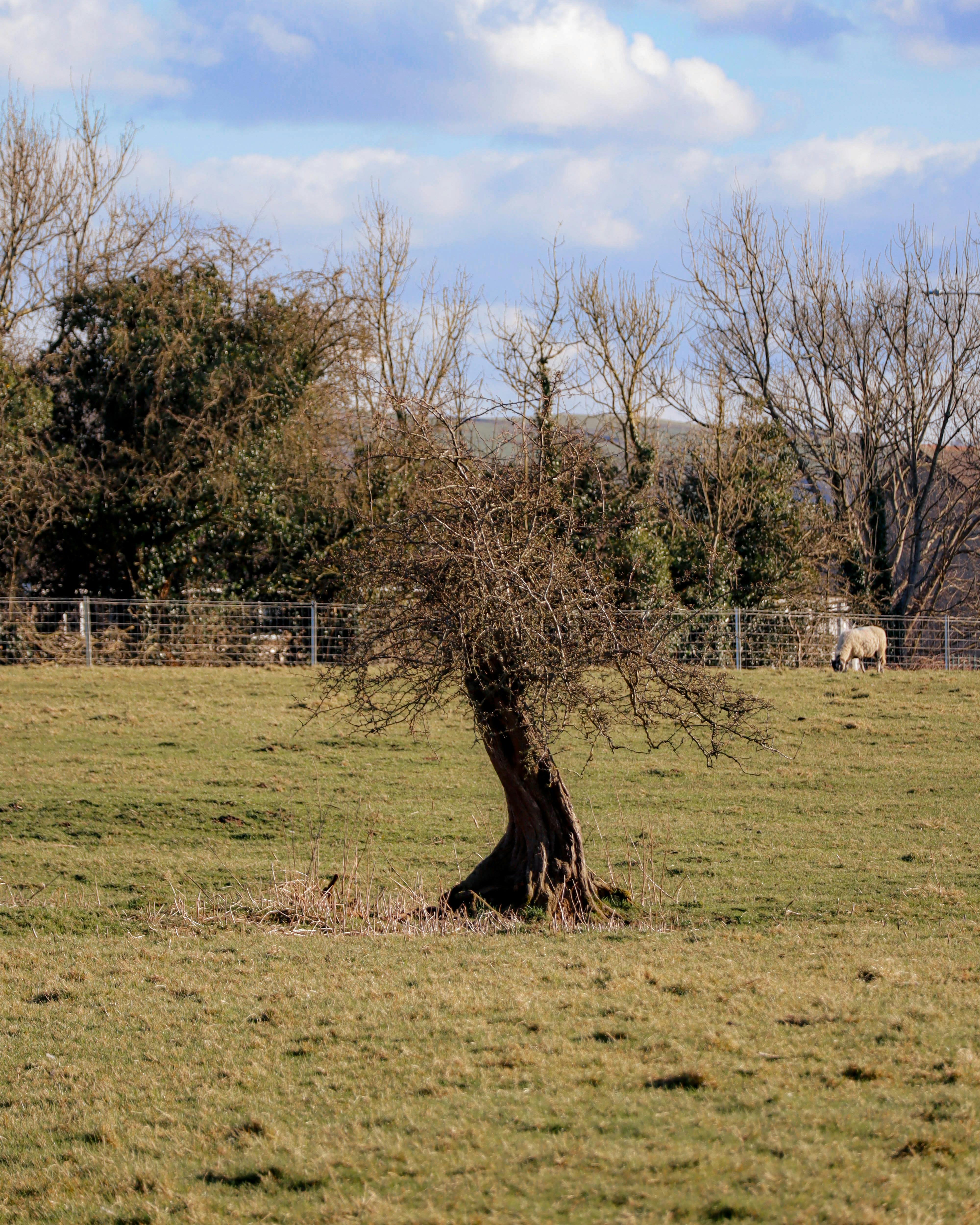 Trees on Pasture · Free Stock Photo