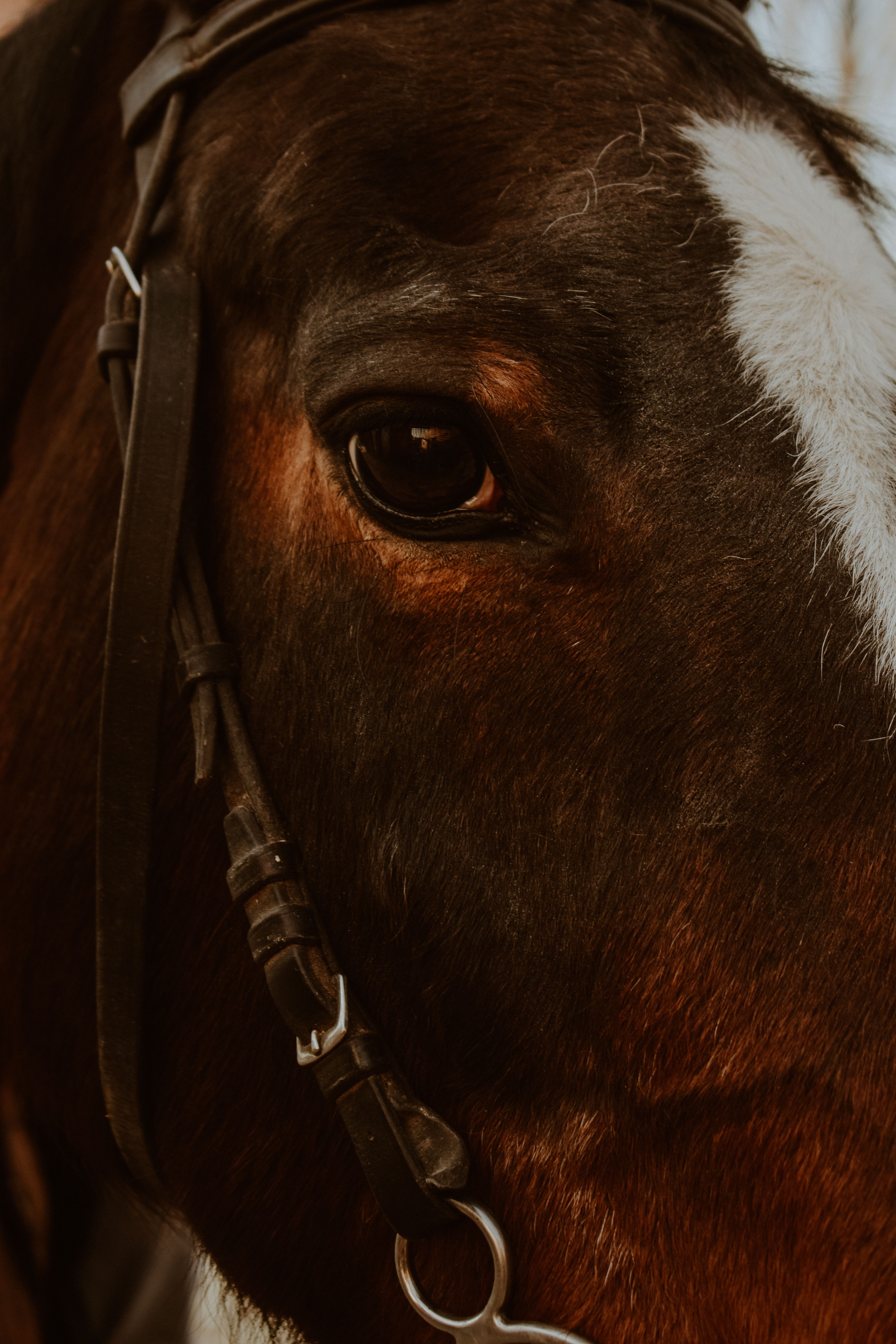 Animal Face Close Up Shot · Free Stock Photo