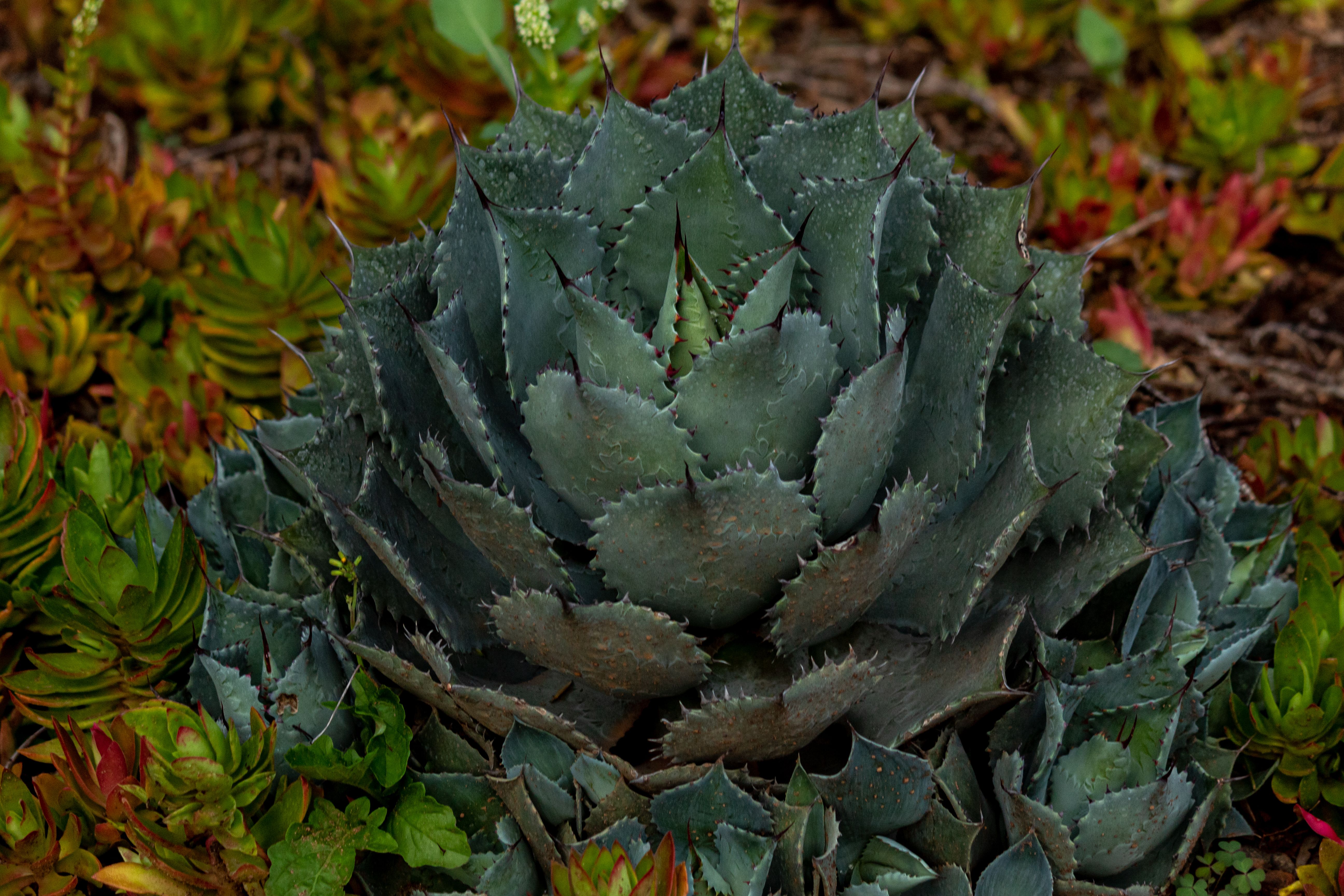 Agave Plant in Overhead View · Free Stock Photo