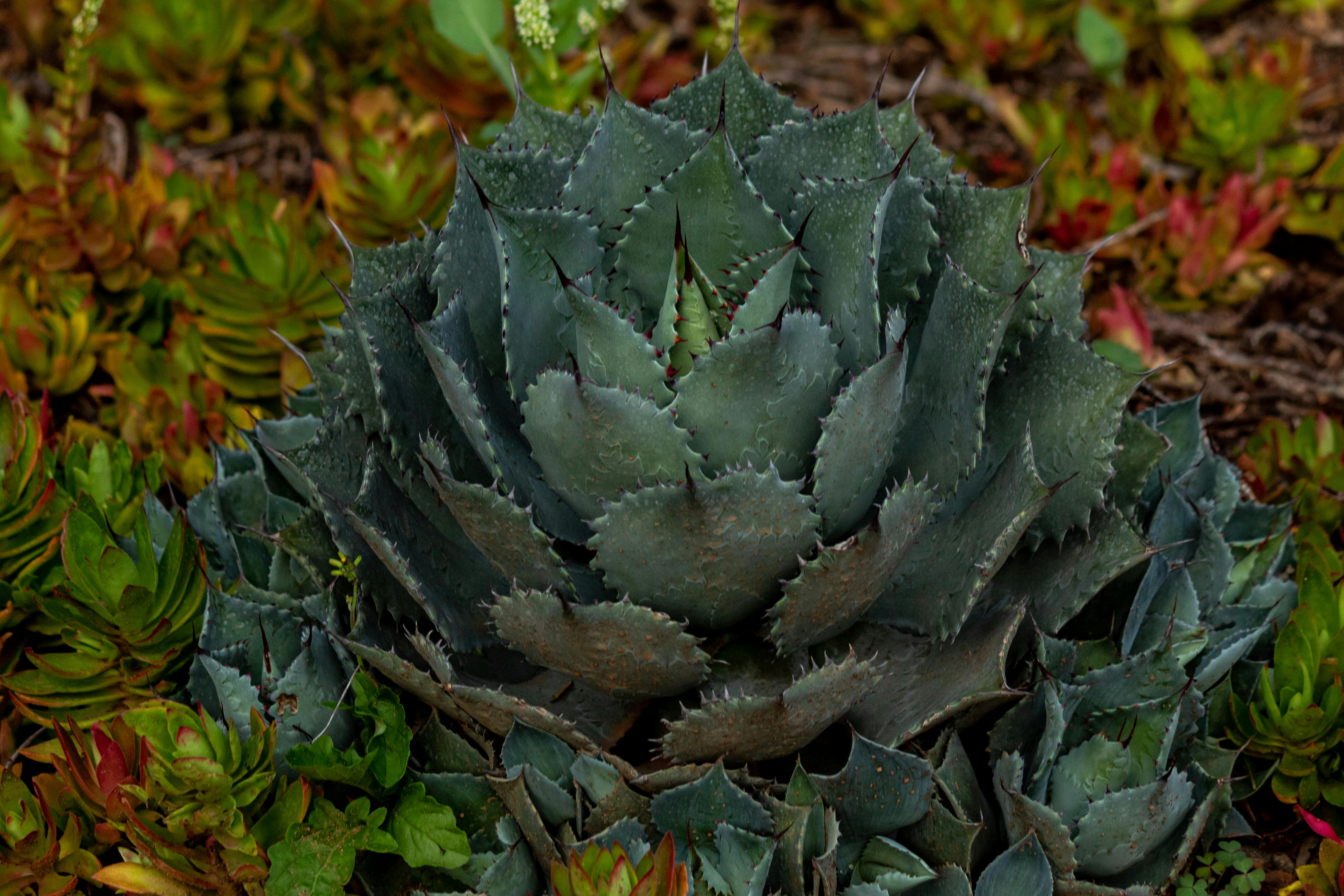 Foto de stock gratuita sobre agave cabeza de repollo, crecimiento ...