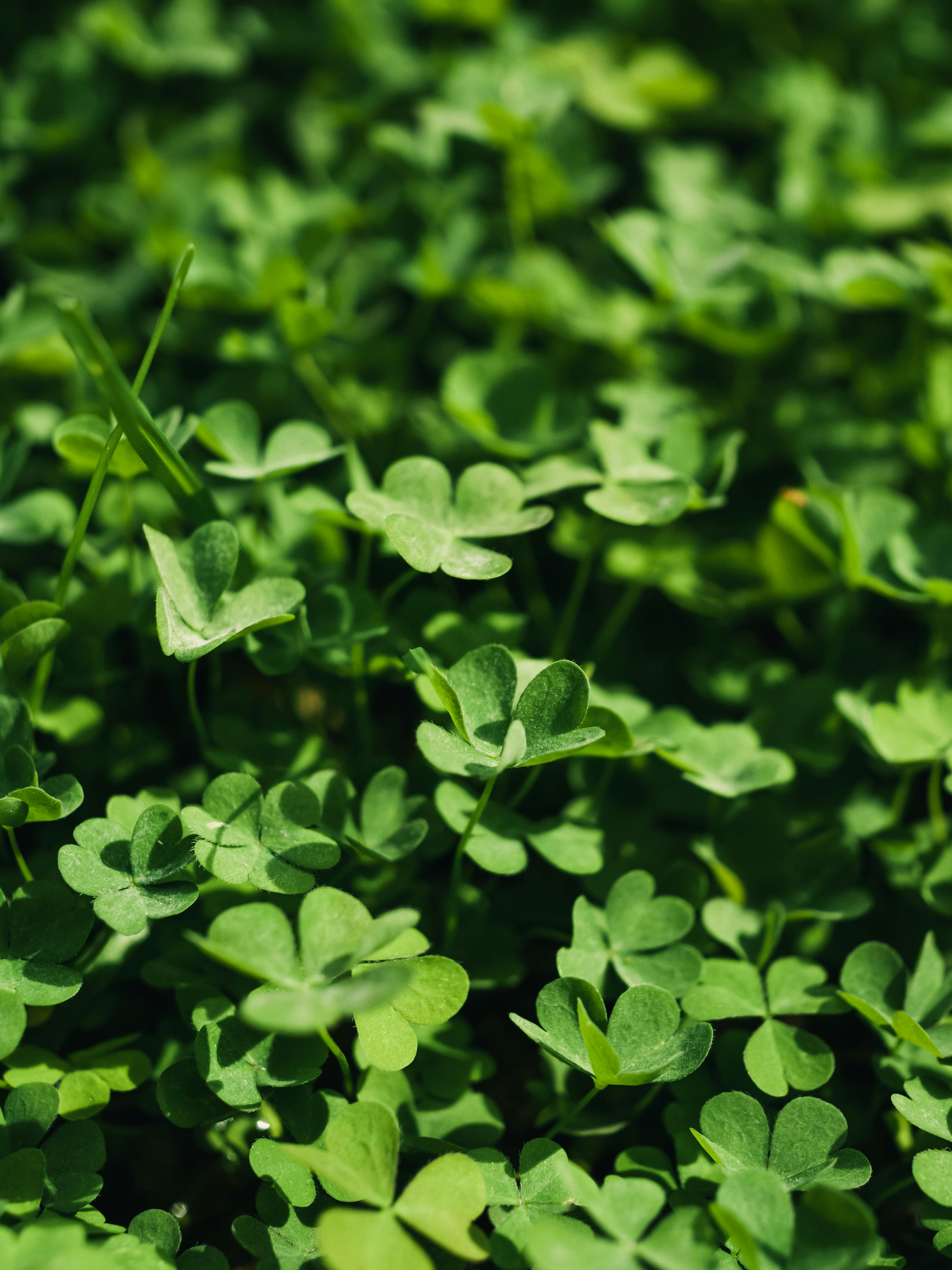 Close up of Green Clovers · Free Stock Photo