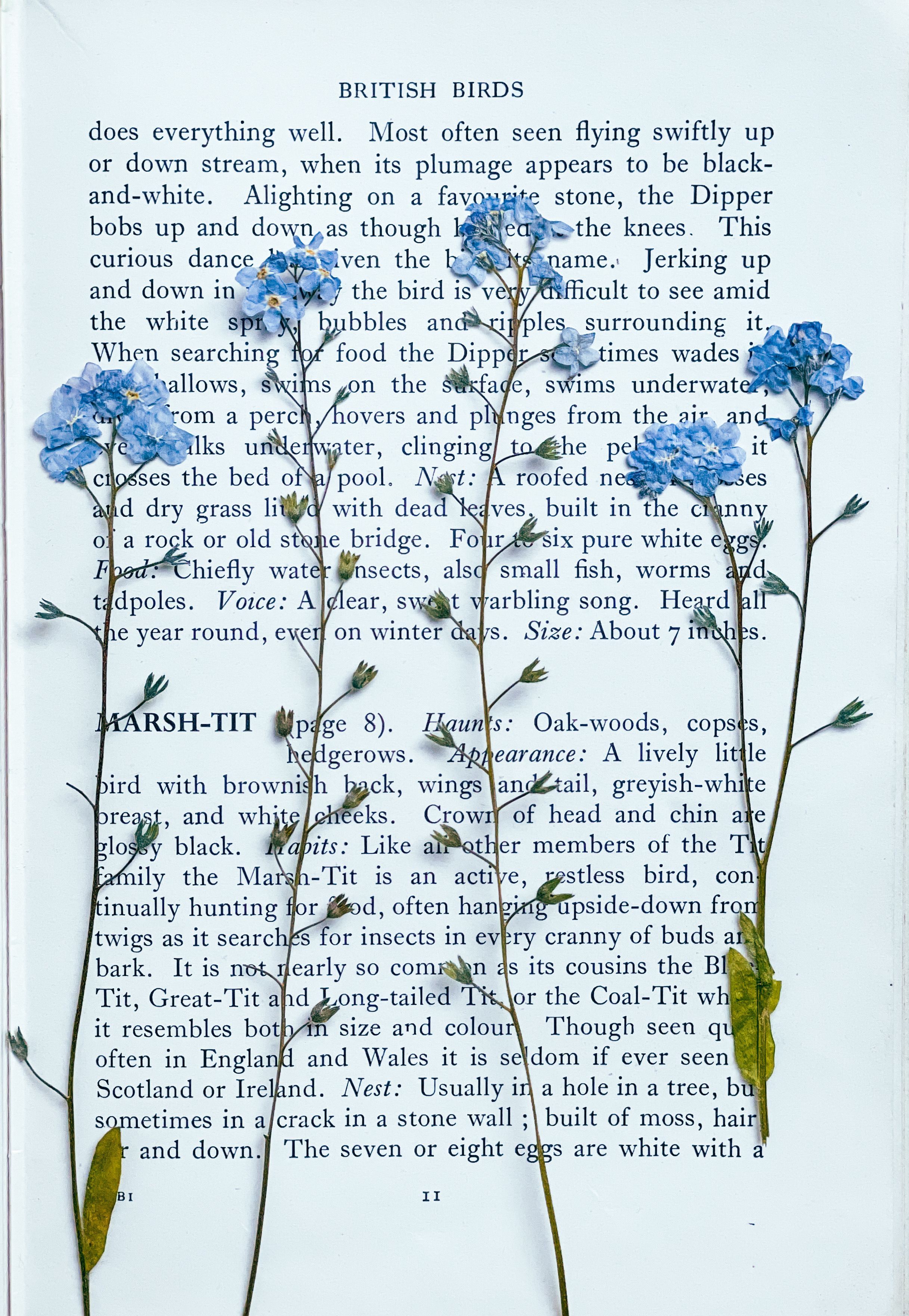 Blue Flowers on Book · Free Stock Photo