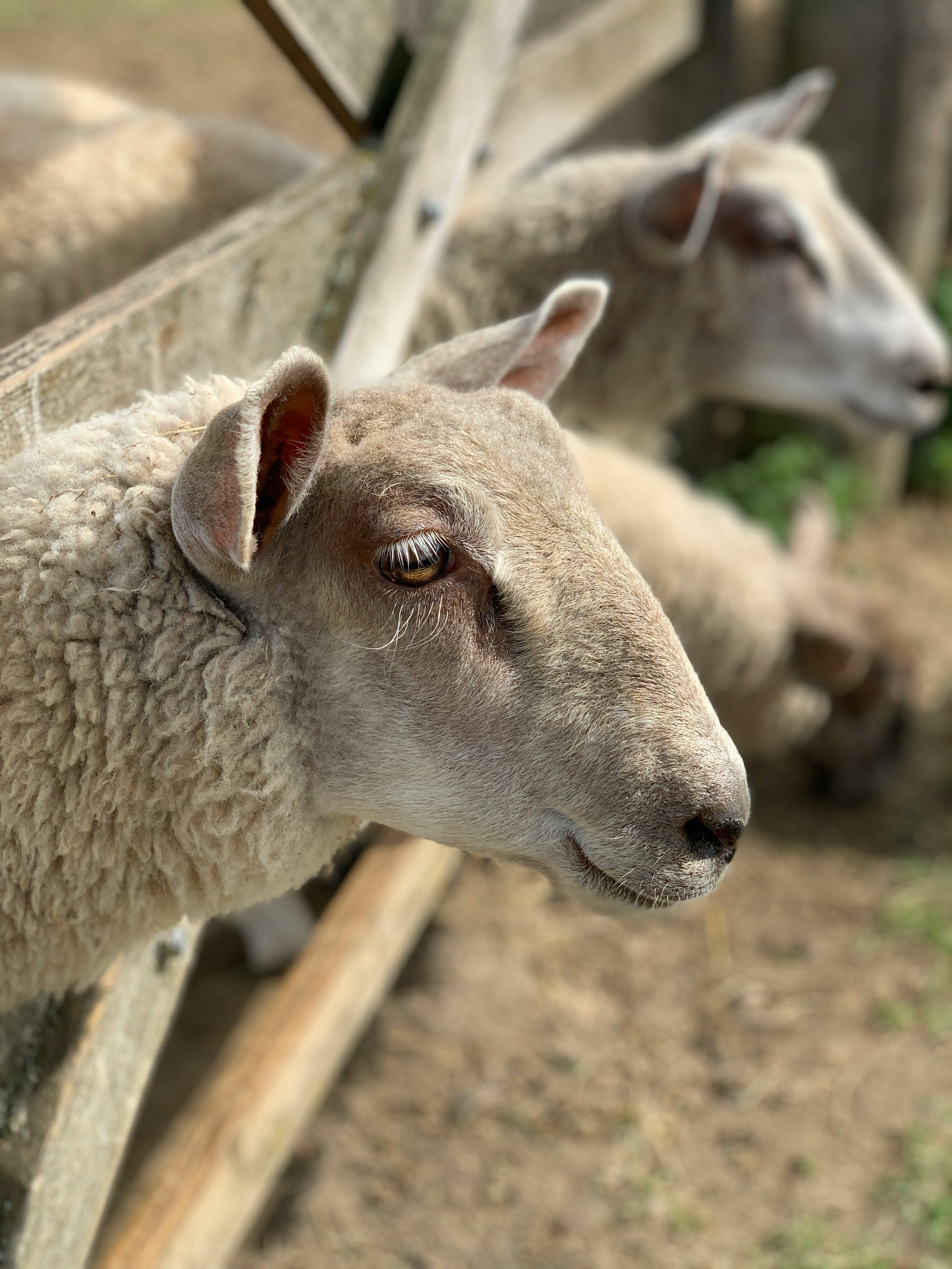 Close up of Sheep Heads · Free Stock Photo