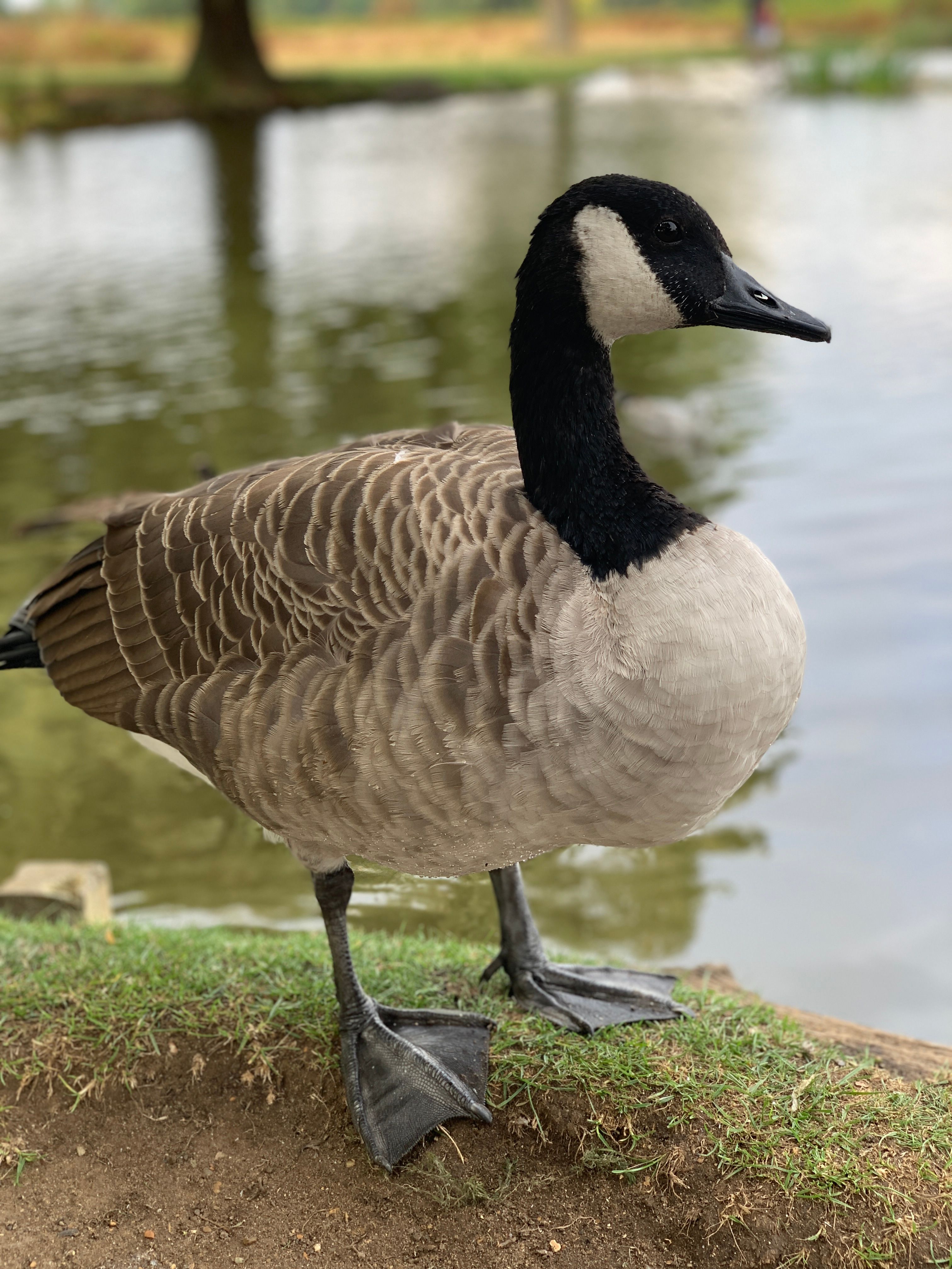 A Goose by the Lake · Free Stock Photo