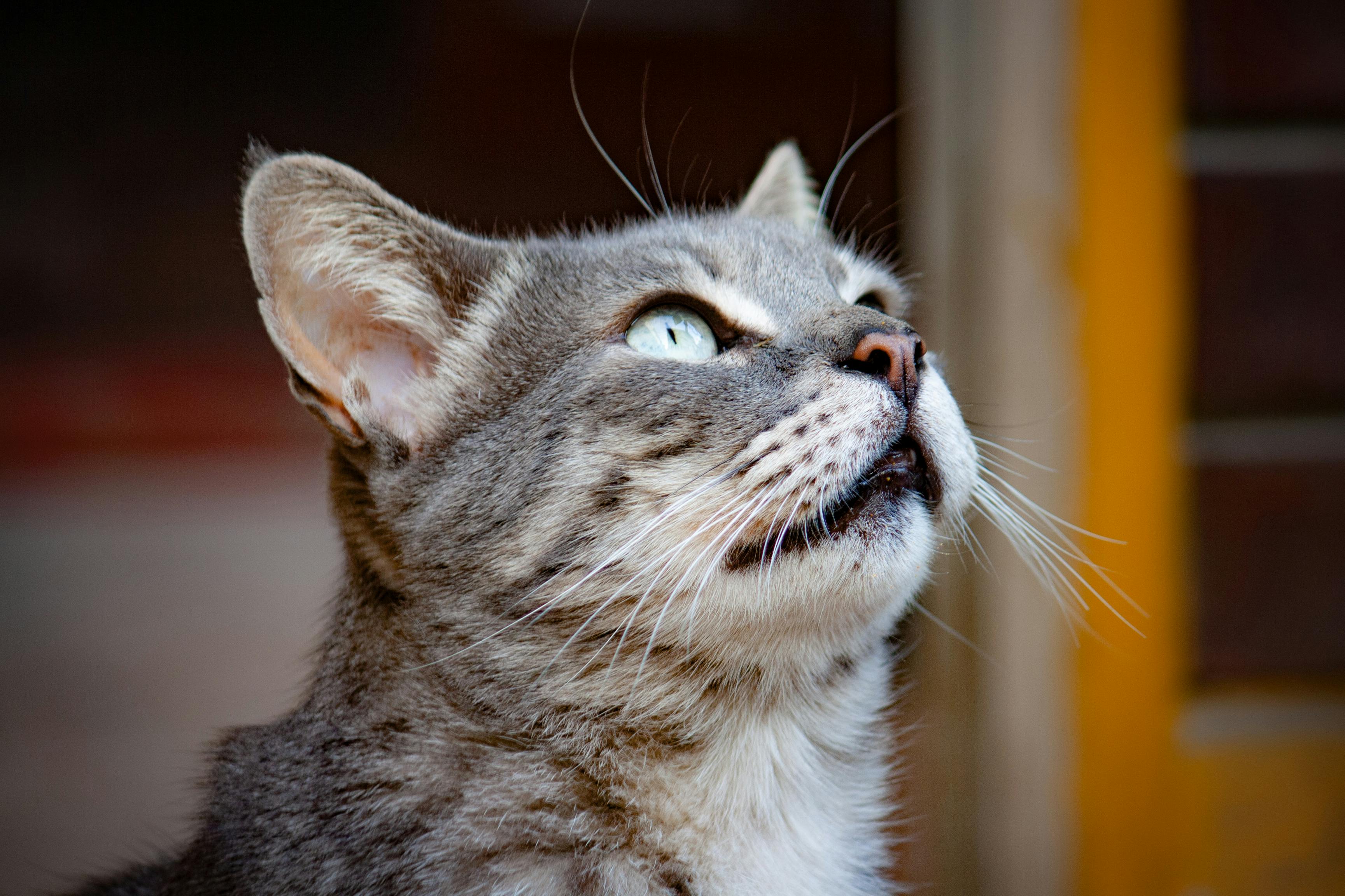 Cute Gray Cat Looking Up · Free Stock Photo