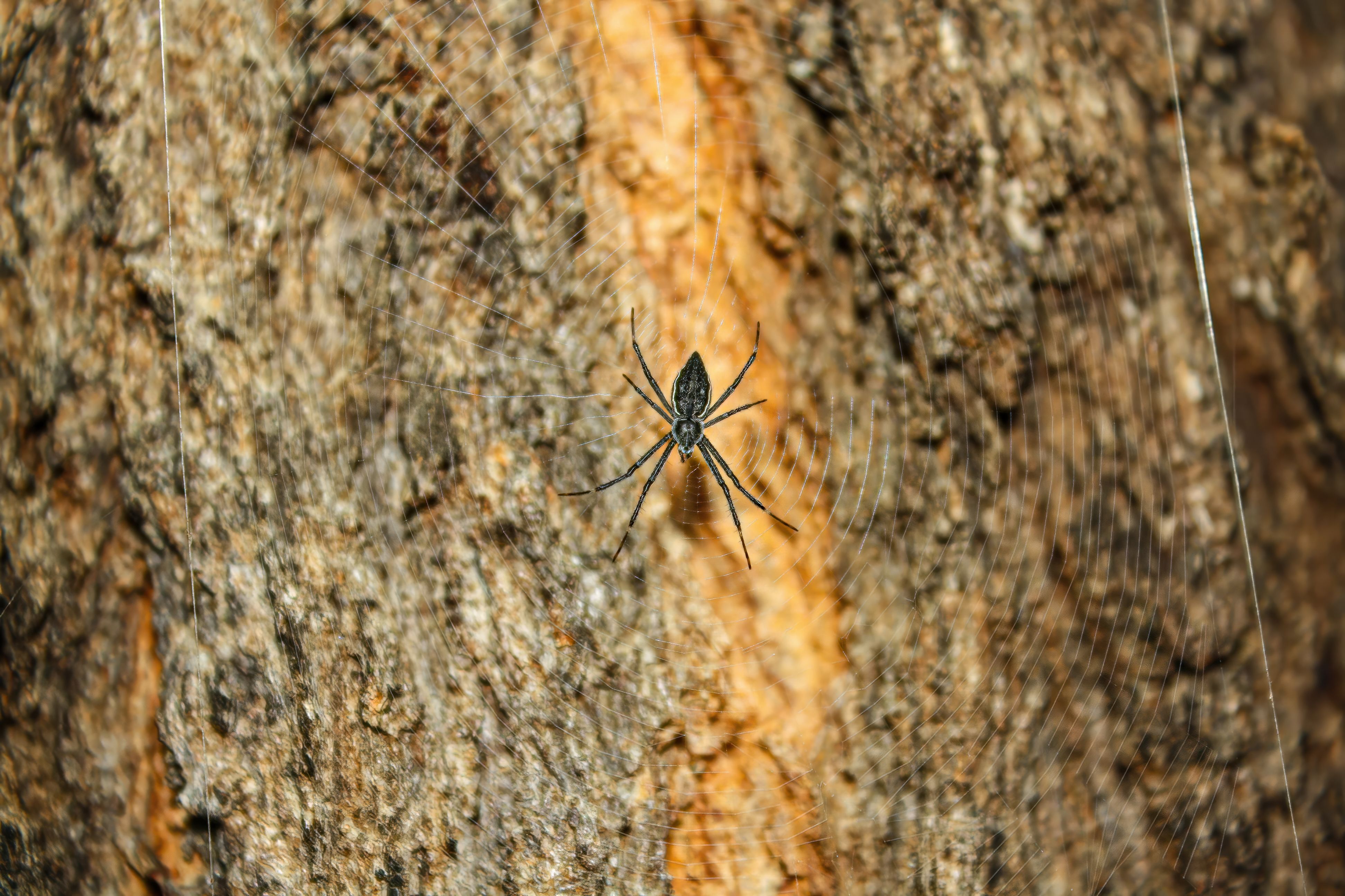 Spider Hunting Photos, Download The BEST Free Spider Hunting Stock ...
