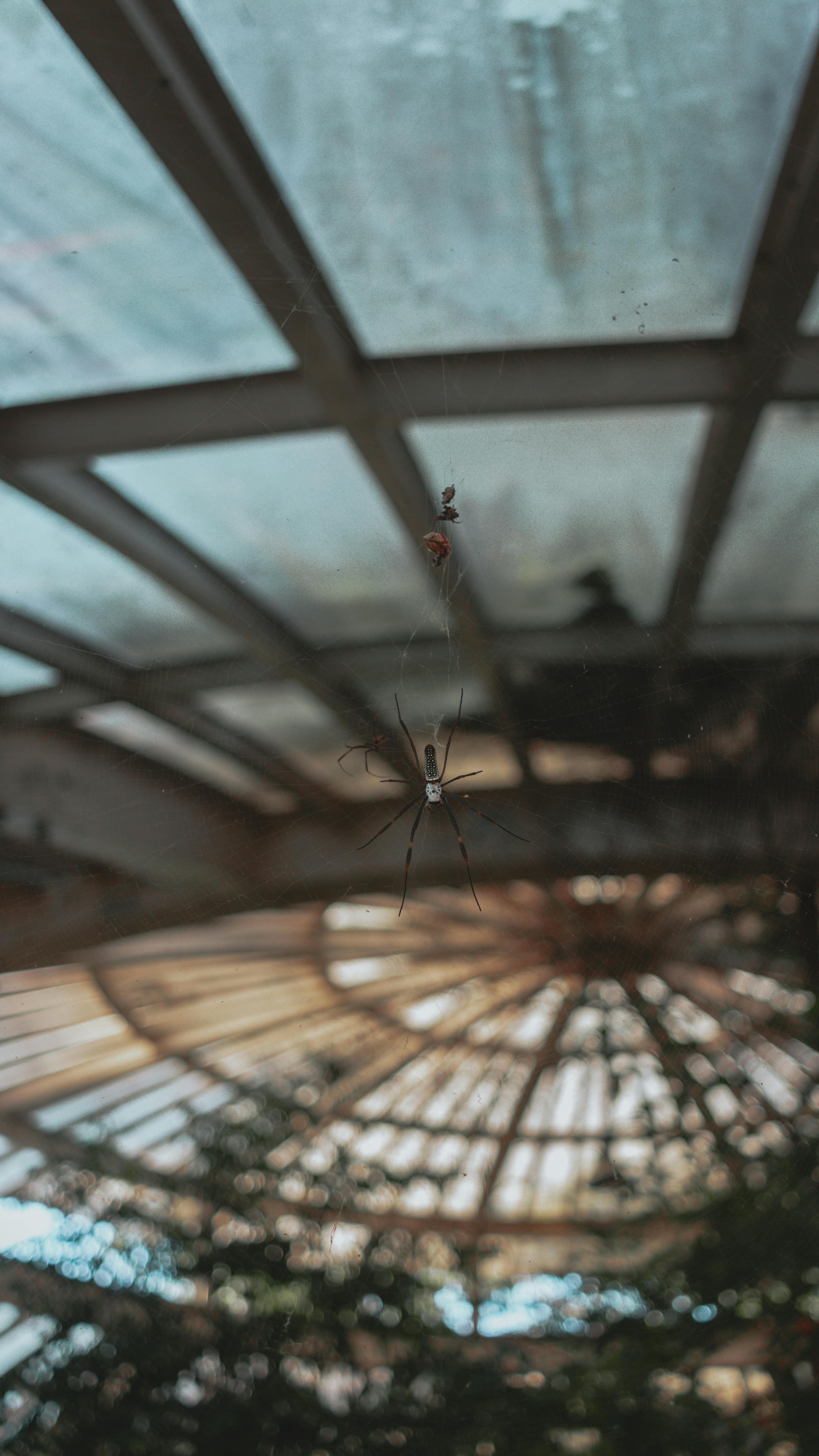 Spider Glass Photos, Download The BEST Free Spider Glass Stock Photos ...