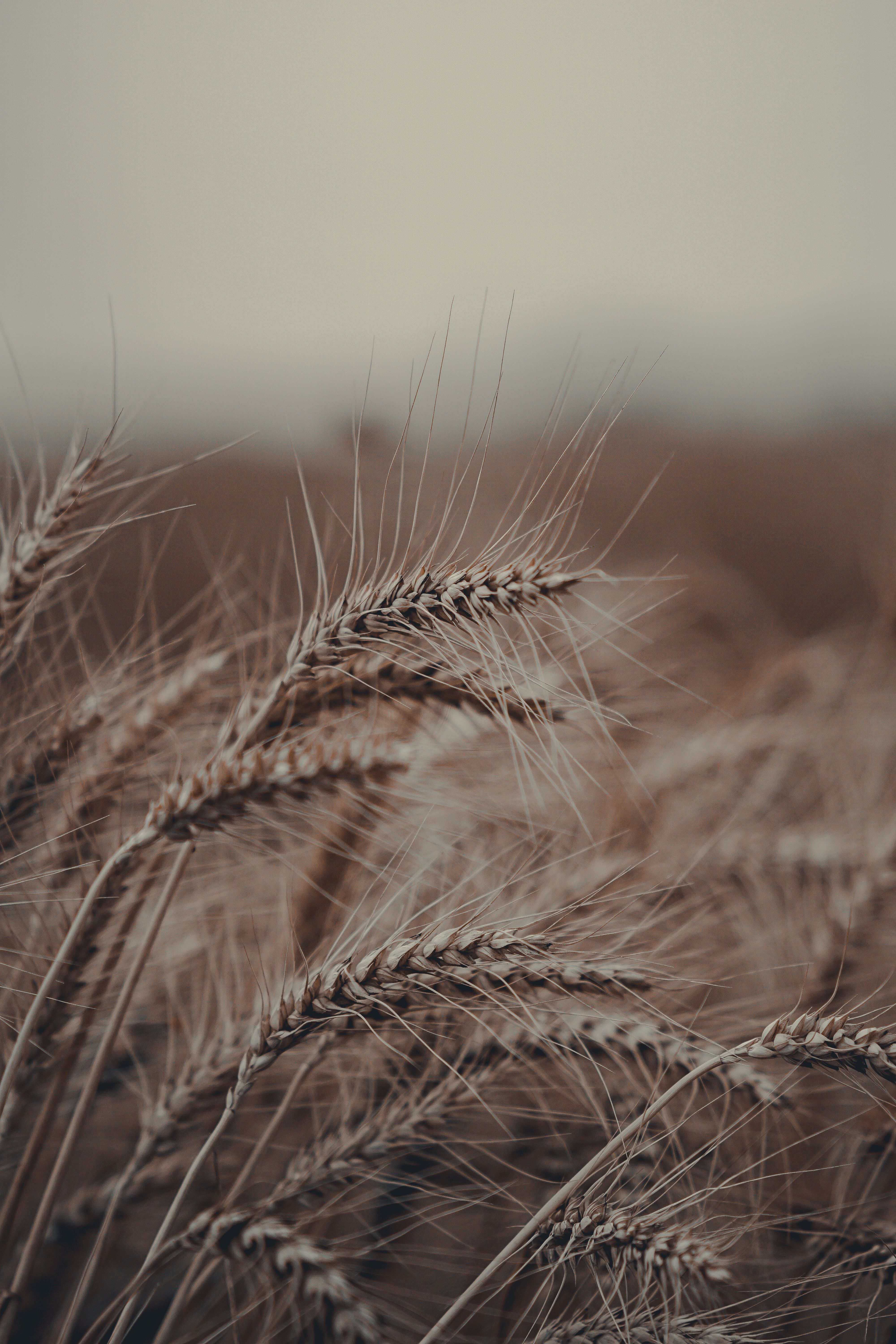Summer Blades of Wheat · Free Stock Photo