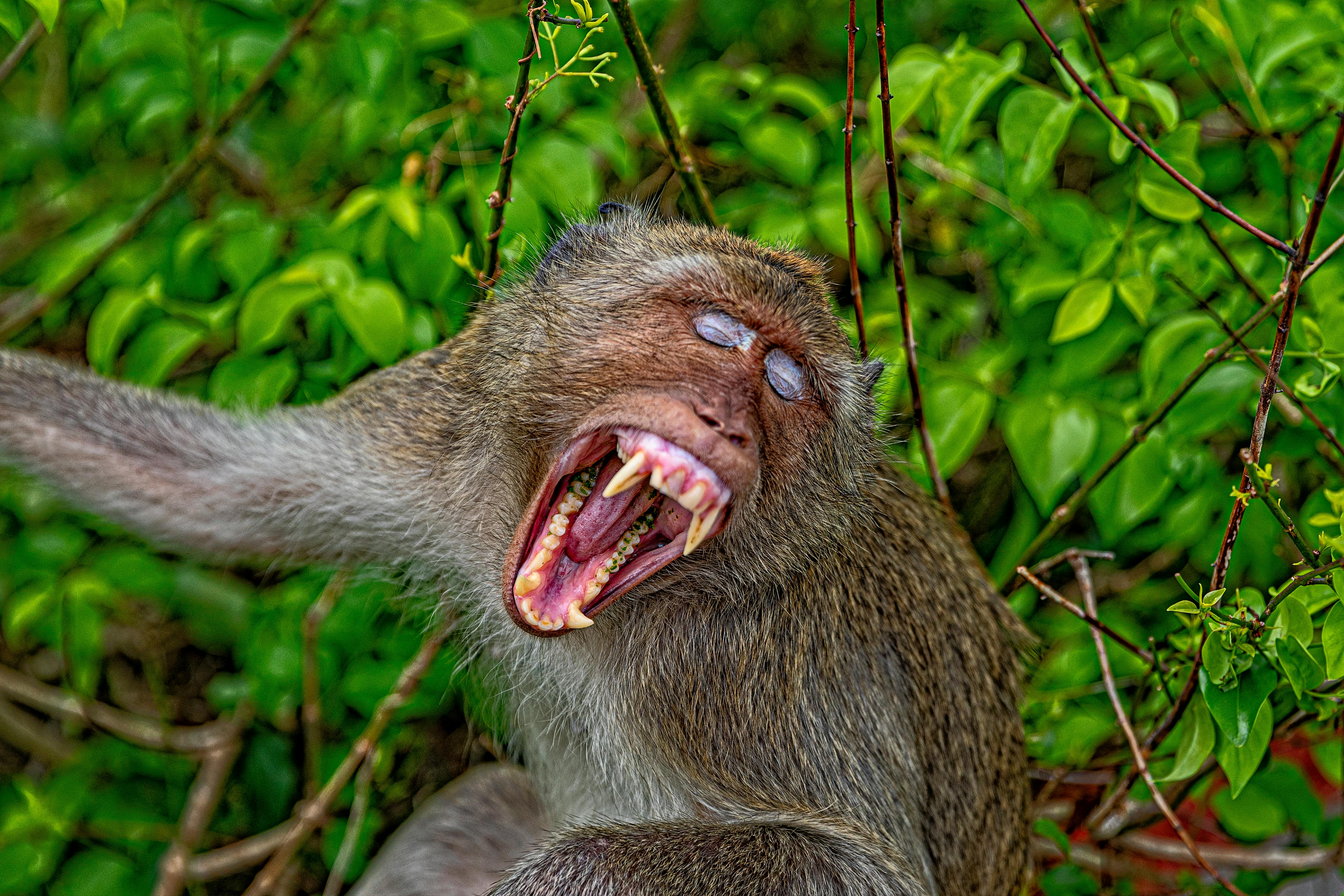 Monkey Showing Toungue Photos, Download The BEST Free Monkey Showing ...