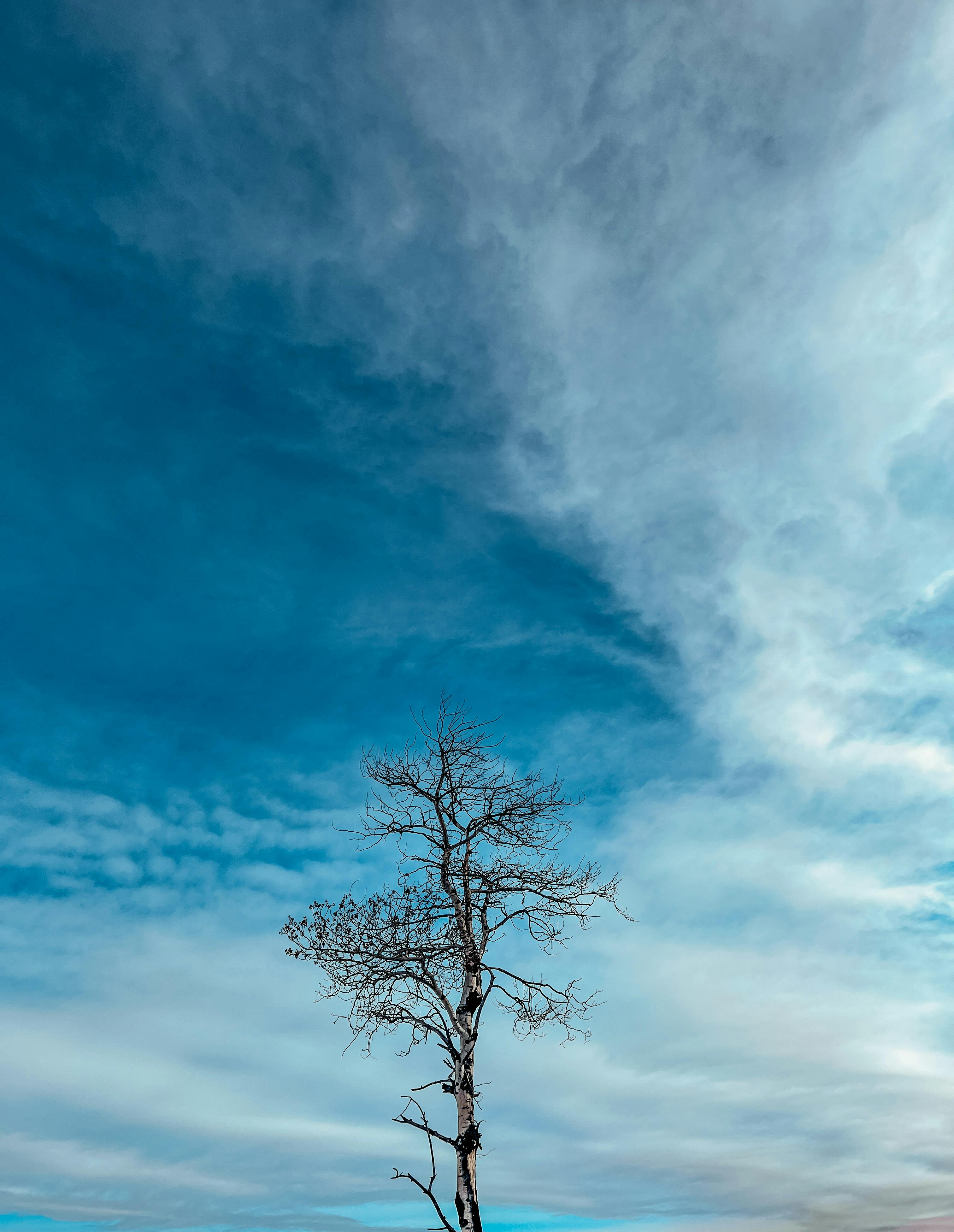 Sky over Single, Bare Tree · Free Stock Photo