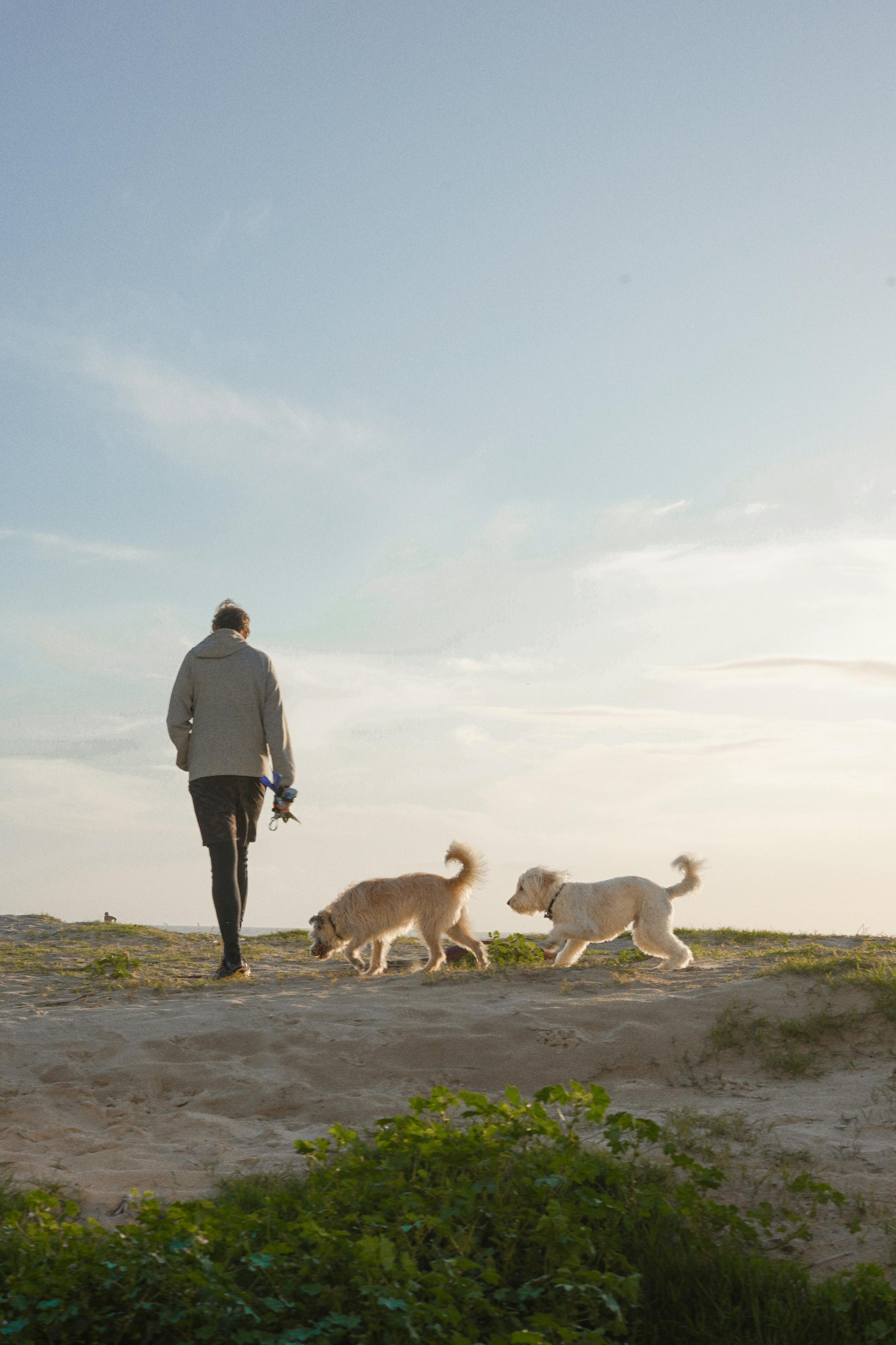 Man Walking Two Dogs · Free Stock Photo