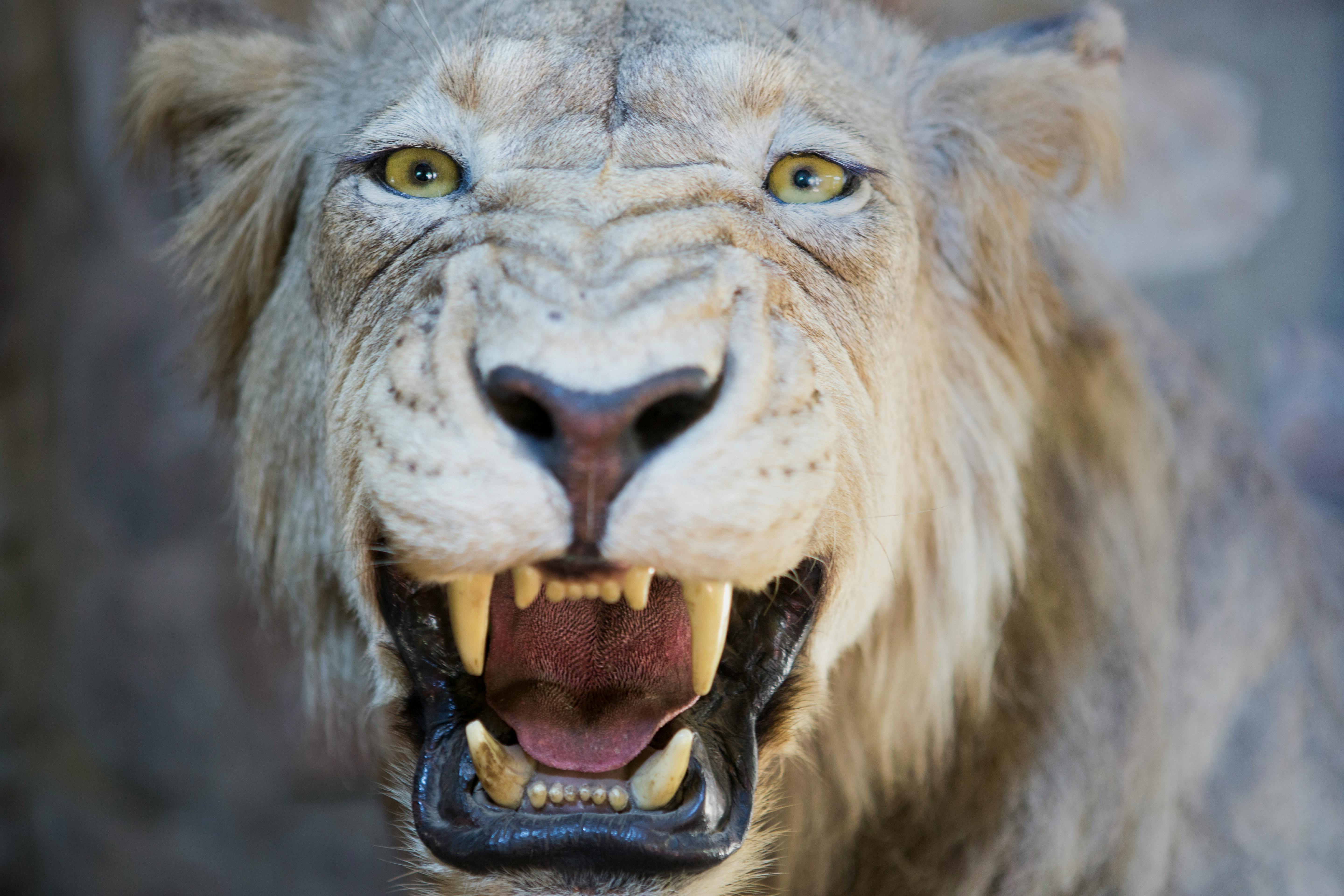 Angry Dog in Close-Up Photography · Free Stock Photo