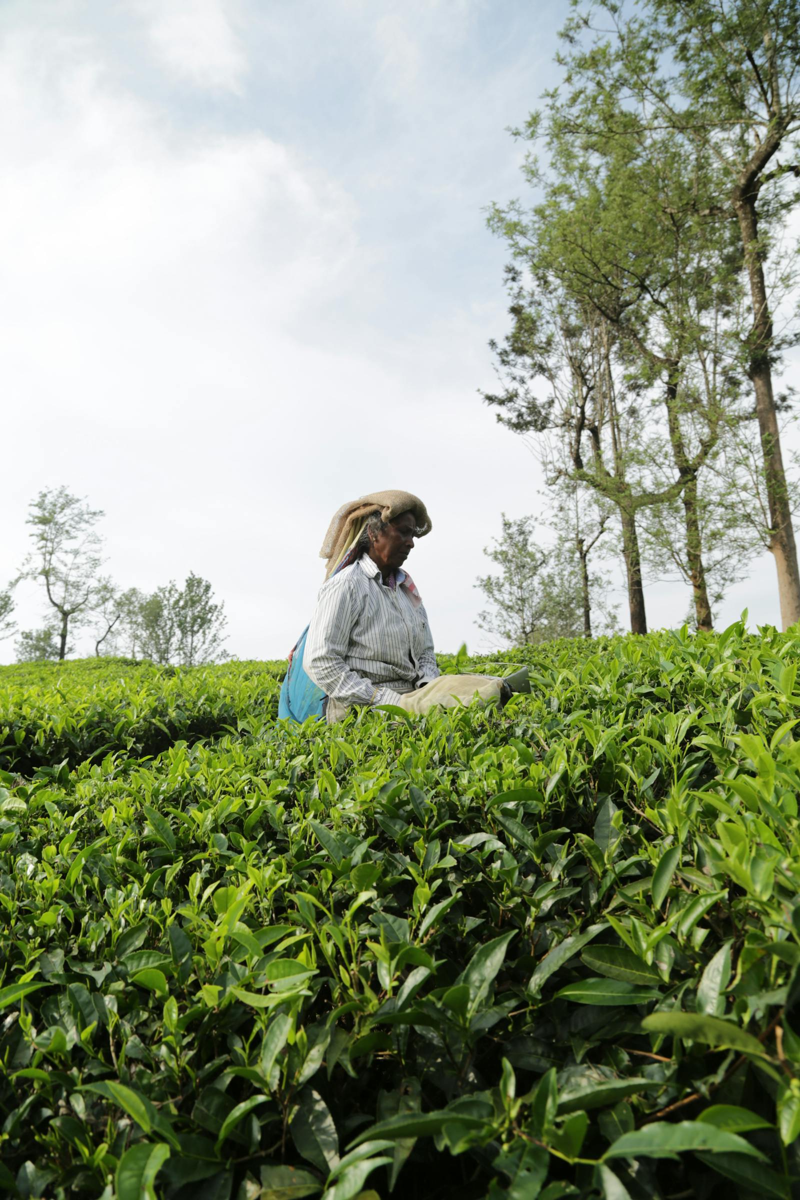 Tea Farms India Photos, Download The BEST Free Tea Farms India Stock ...