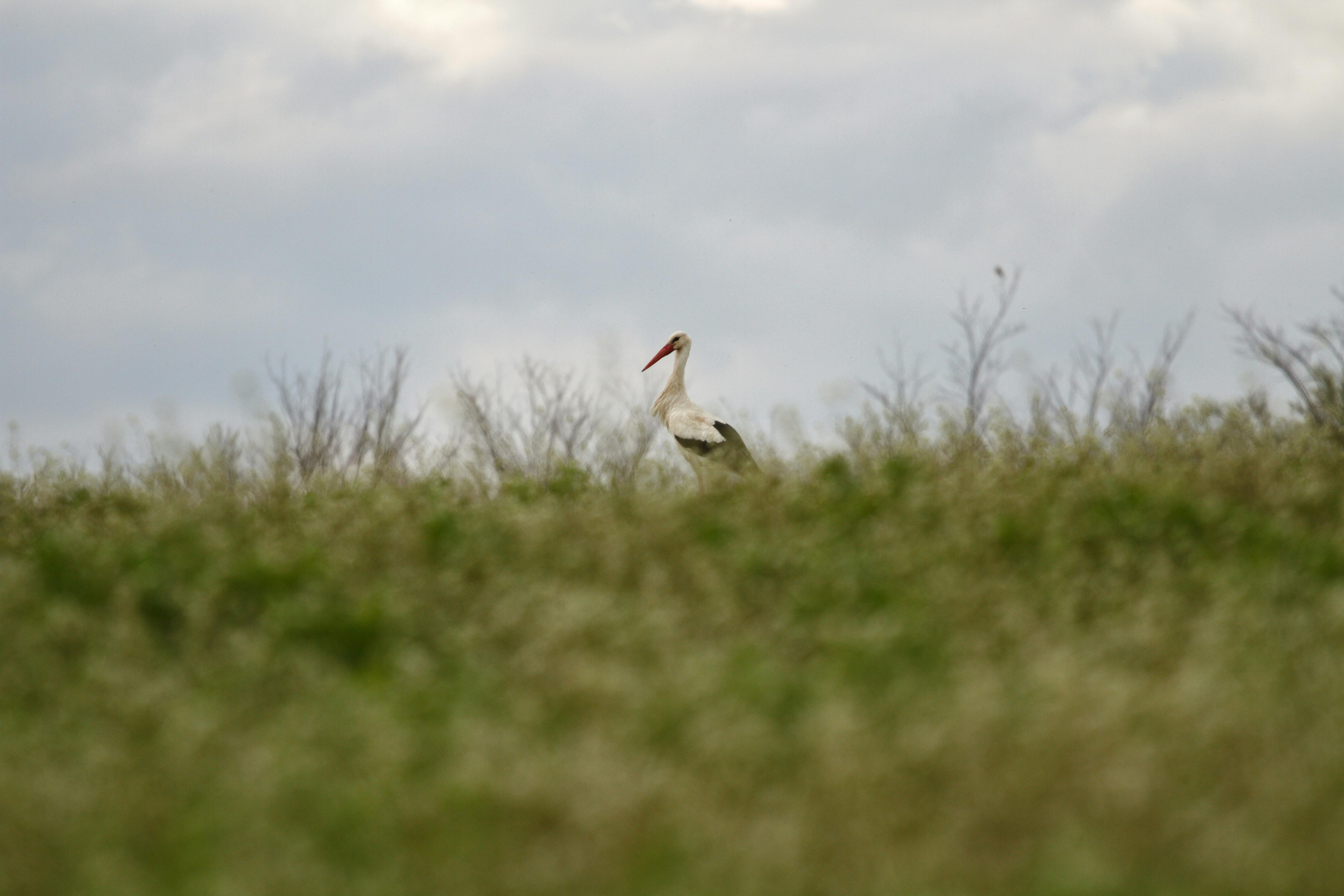 Wild Animals in Zoo · Free Stock Photo