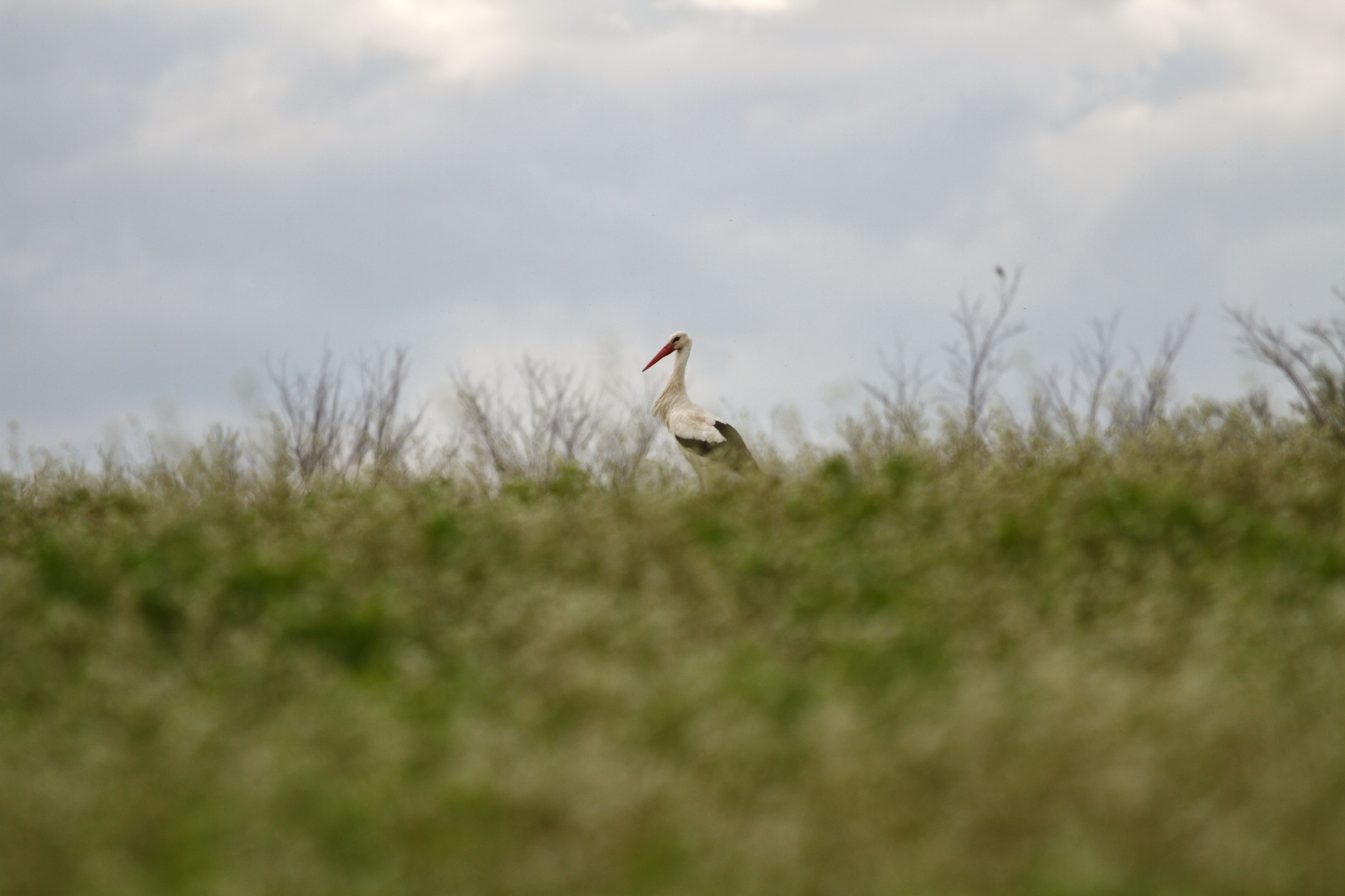 Stork Standing on the Meadow · Free Stock Photo