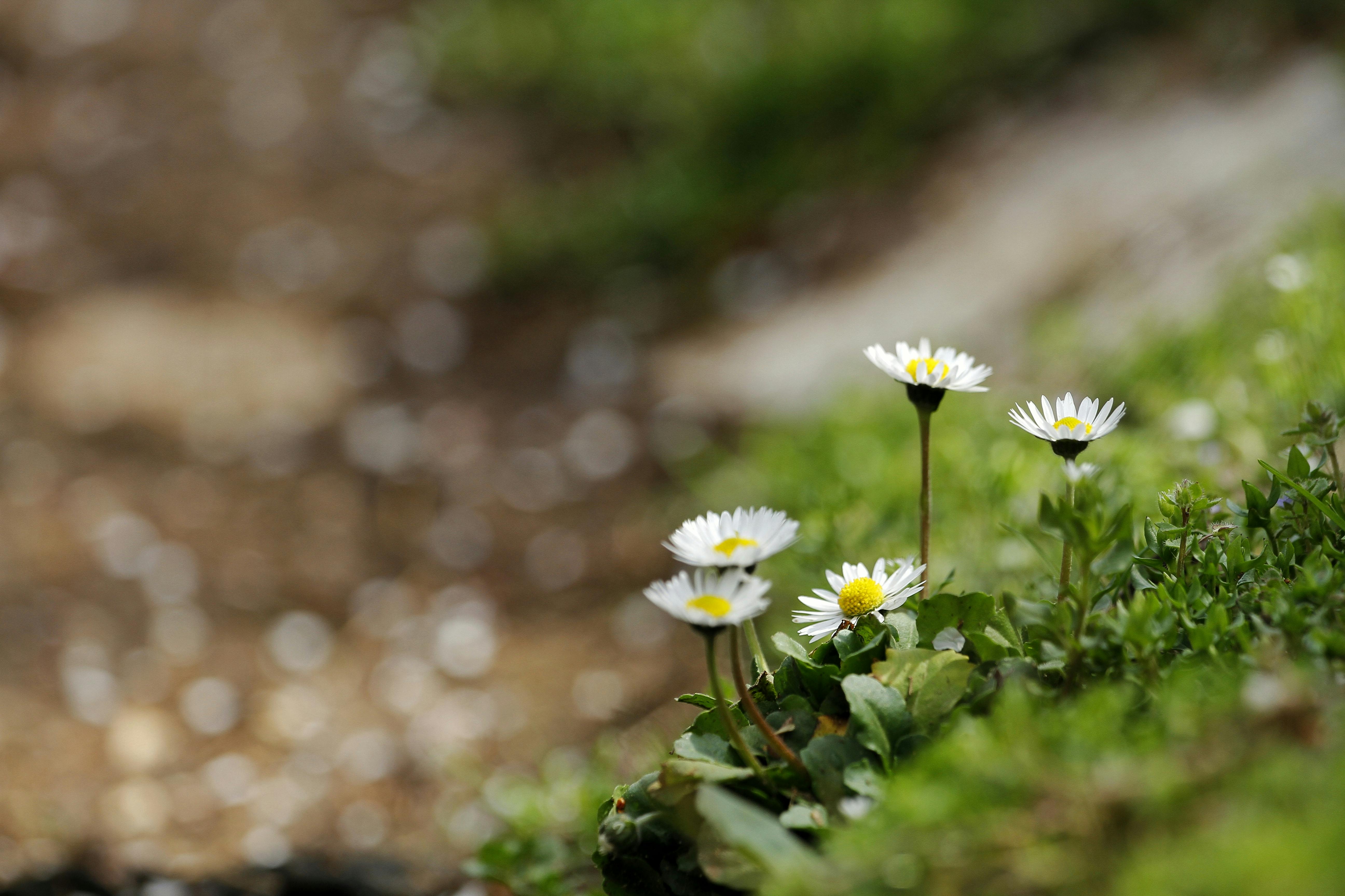 Close up of Chamomile Flowers · Free Stock Photo