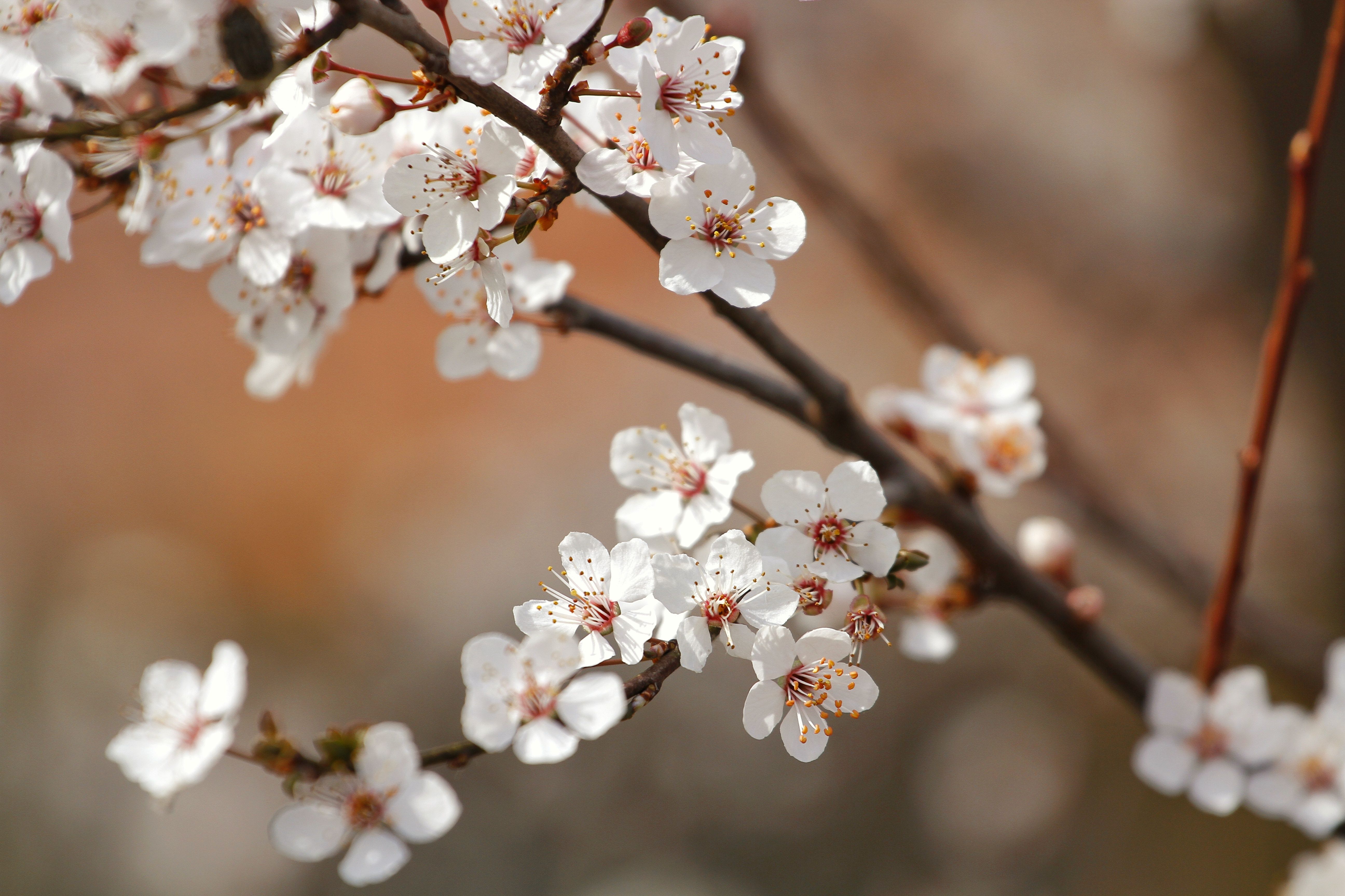 Spring Blossoming Tree · Free Stock Photo