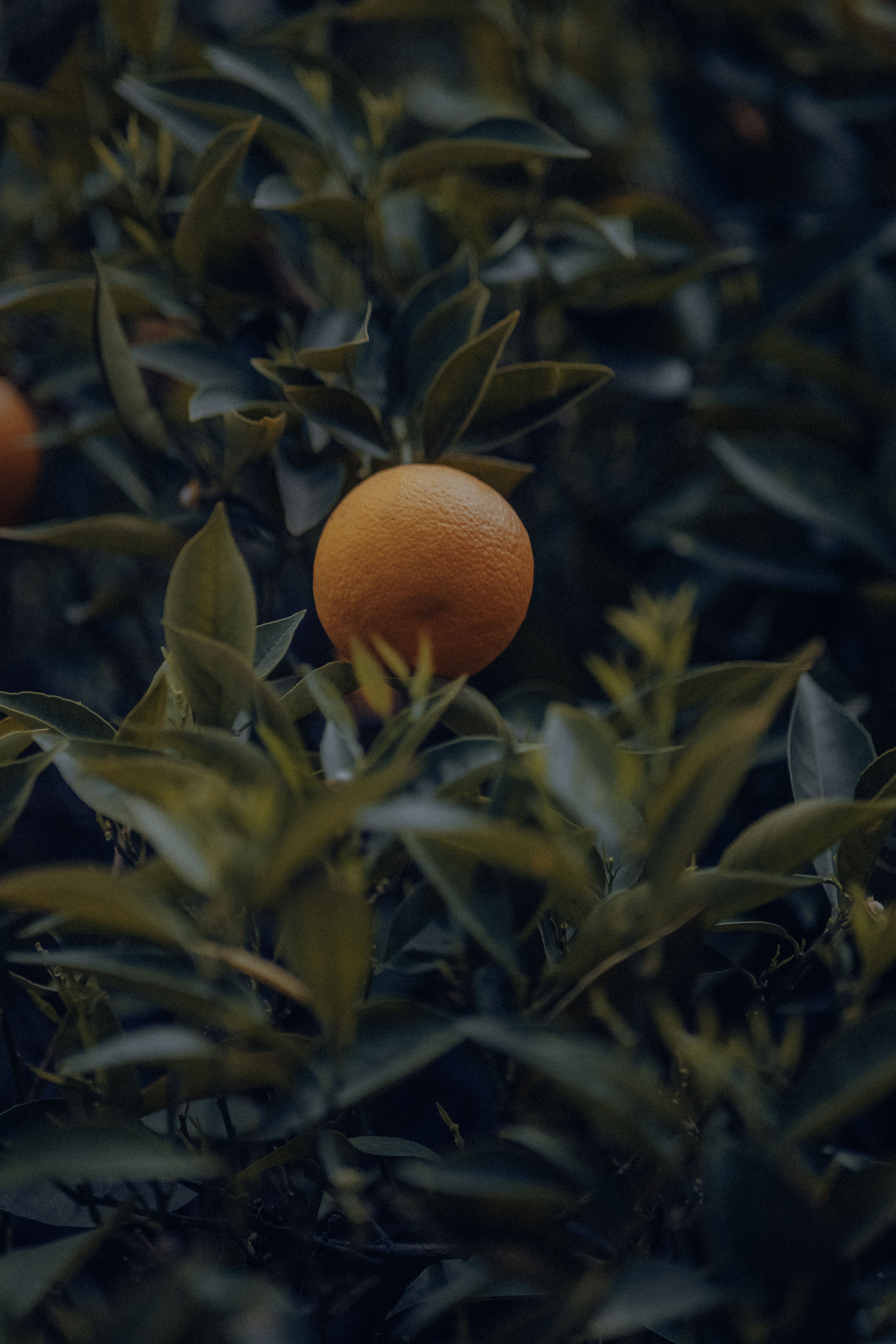 Orange and Leaves · Free Stock Photo