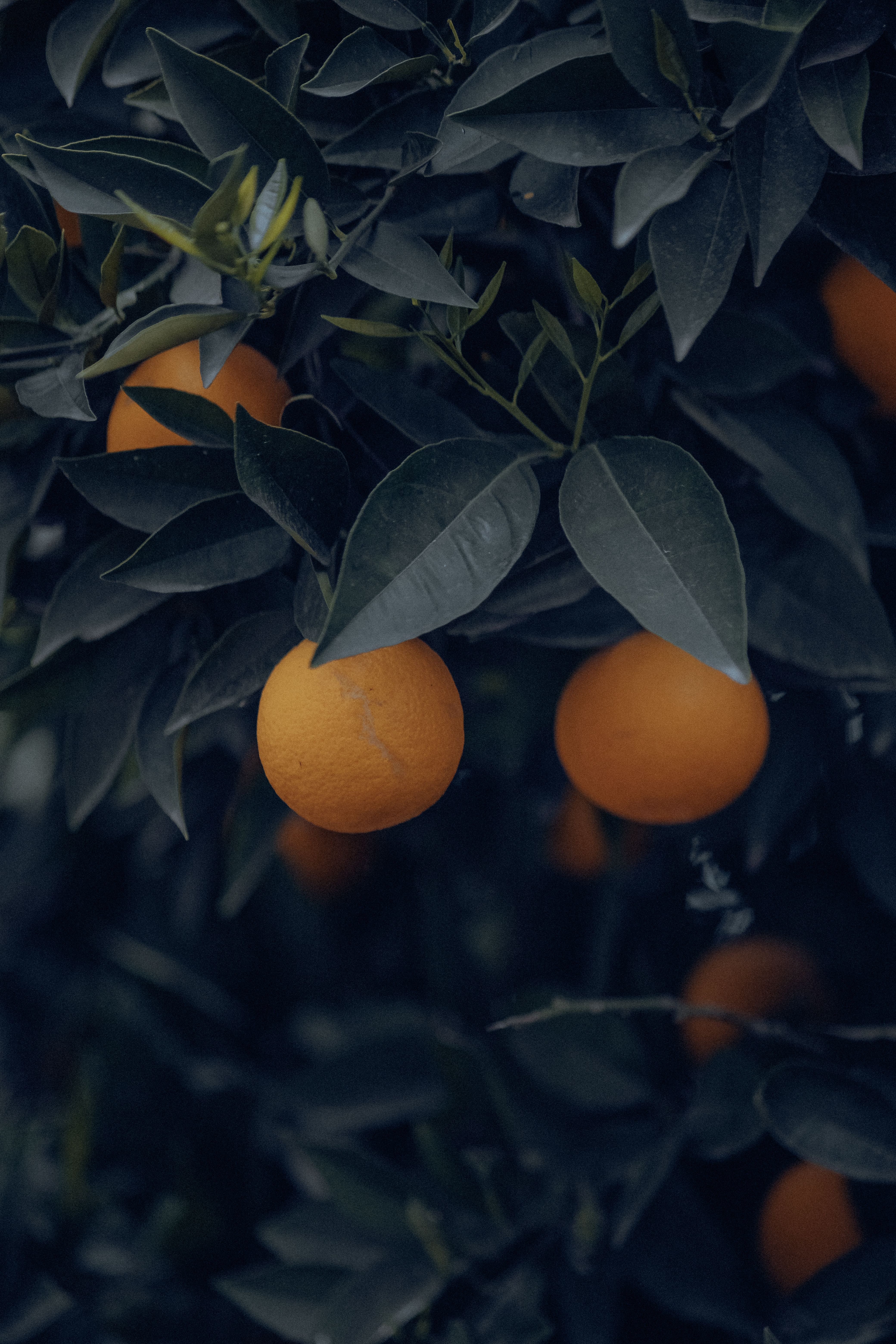 Orange Fruit · Free Stock Photo
