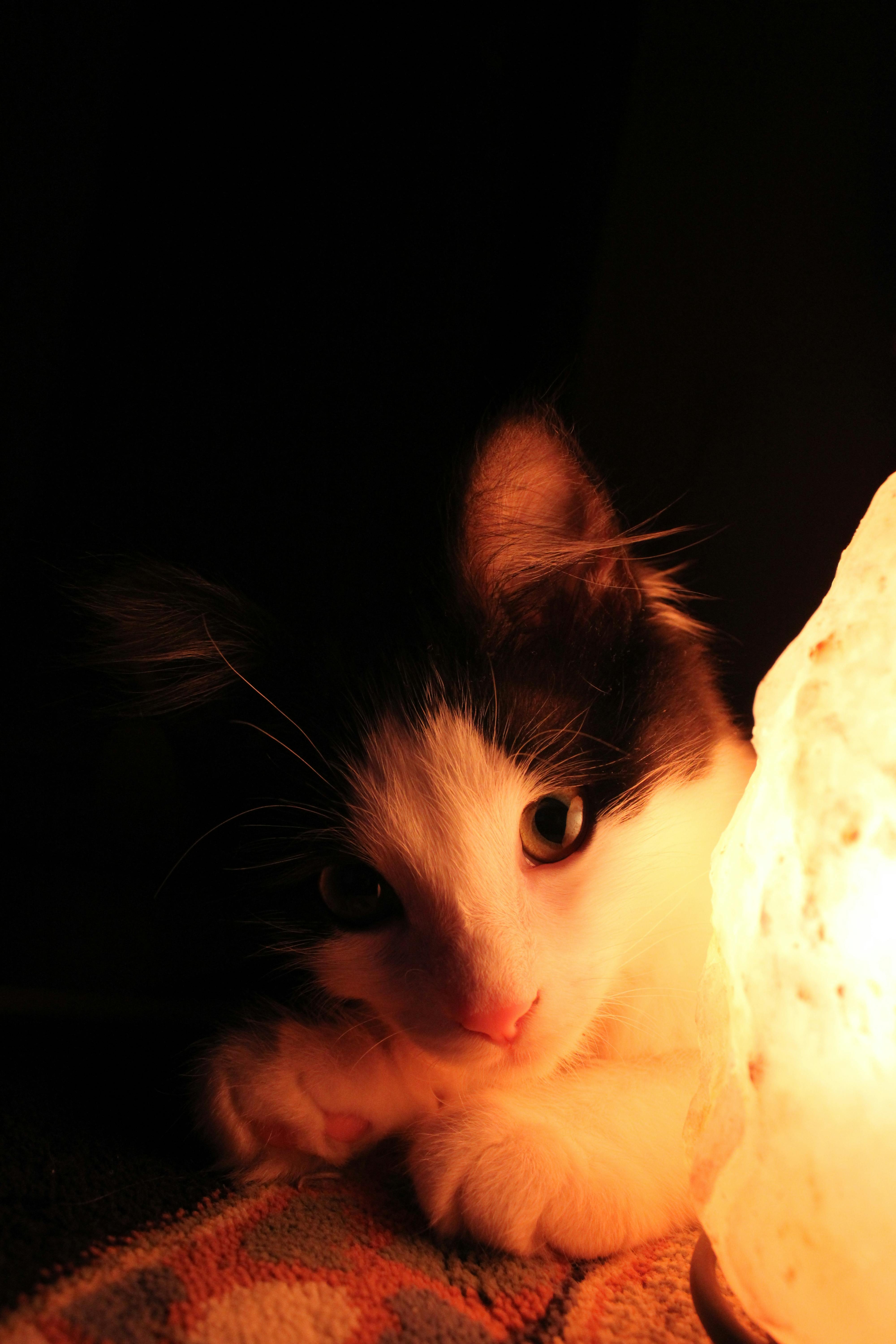 Light over Kitten · Free Stock Photo