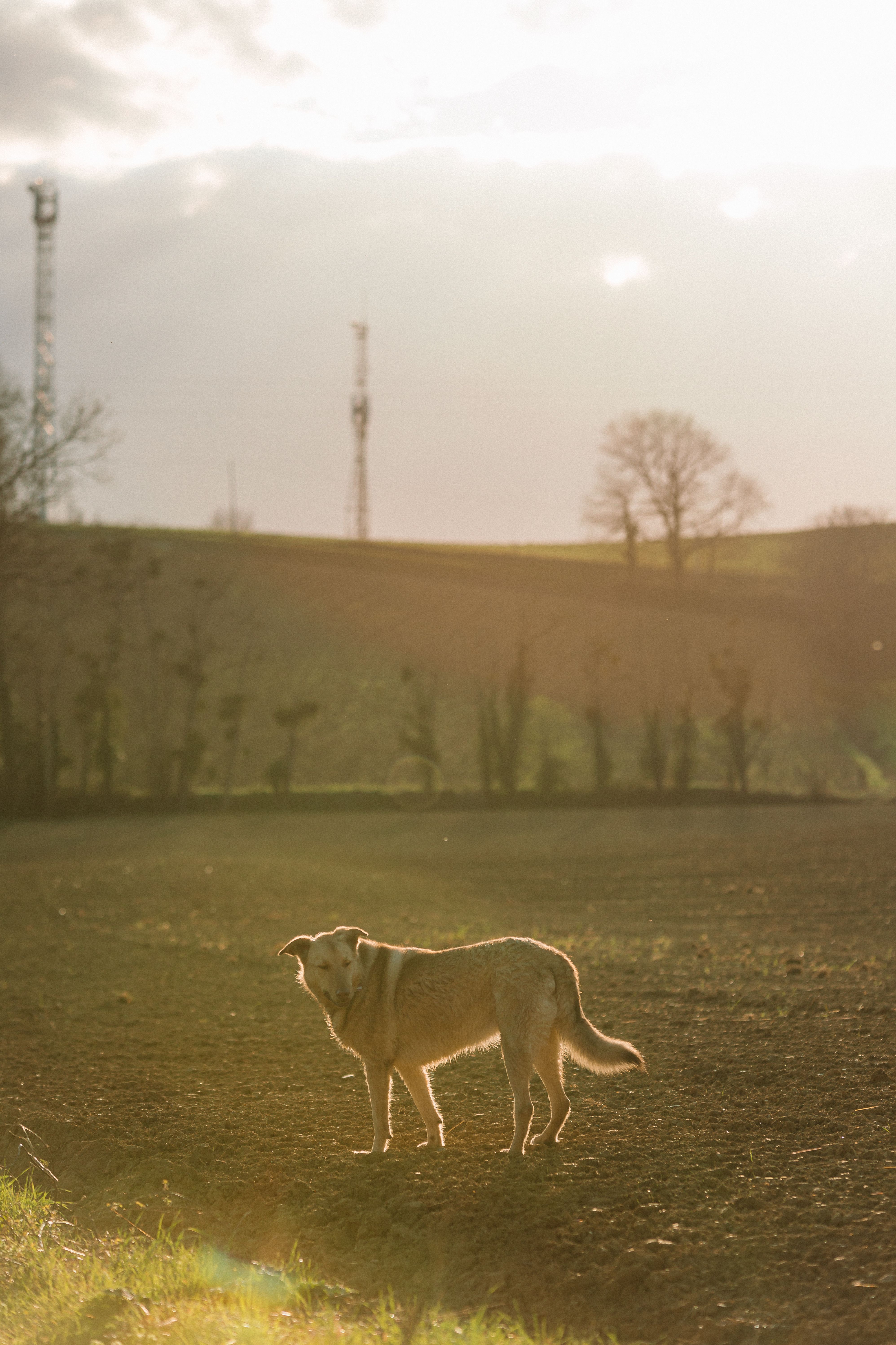 Sunlight over Dog on Grass · Free Stock Photo