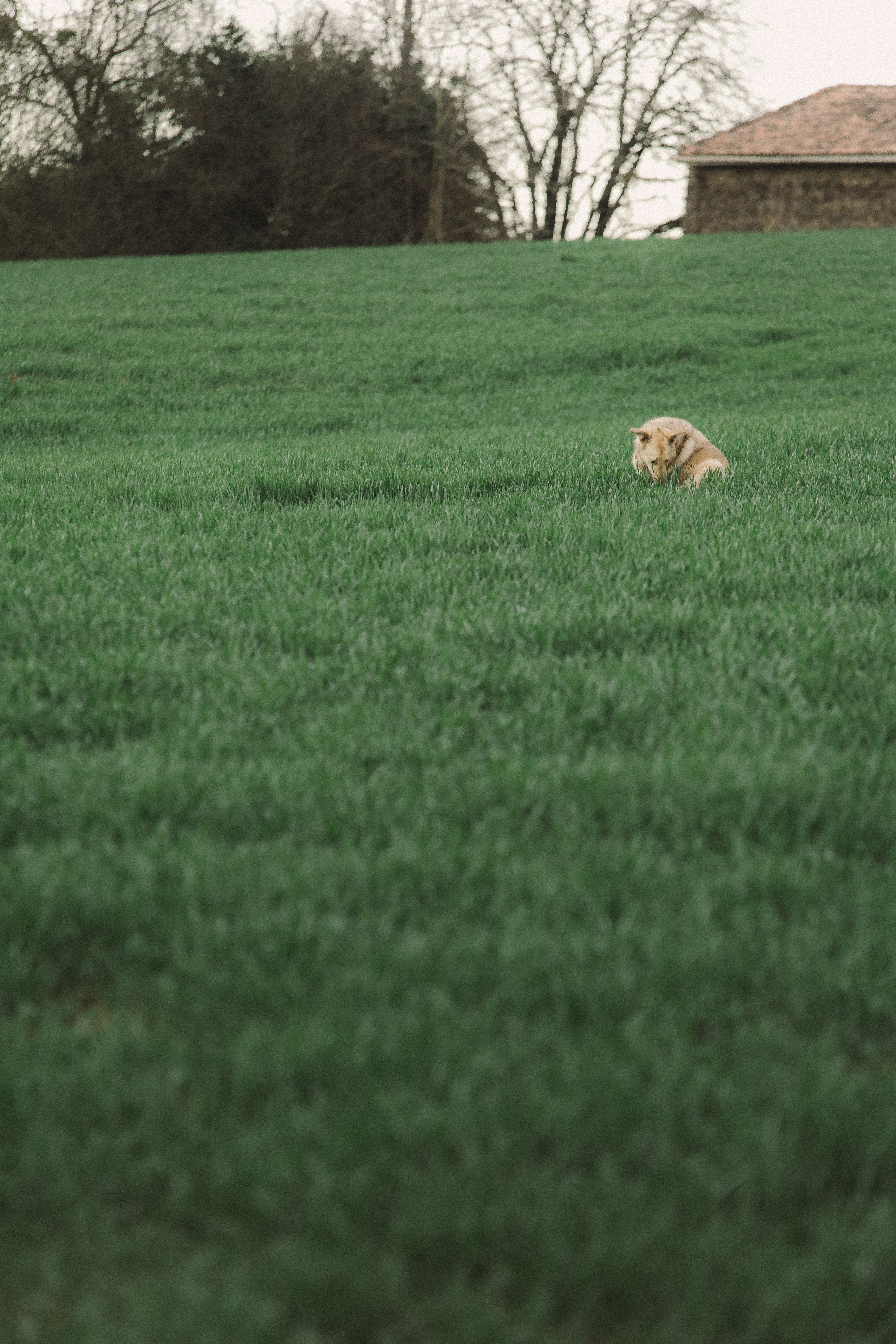 Two Dogs Touching Noses · Free Stock Photo