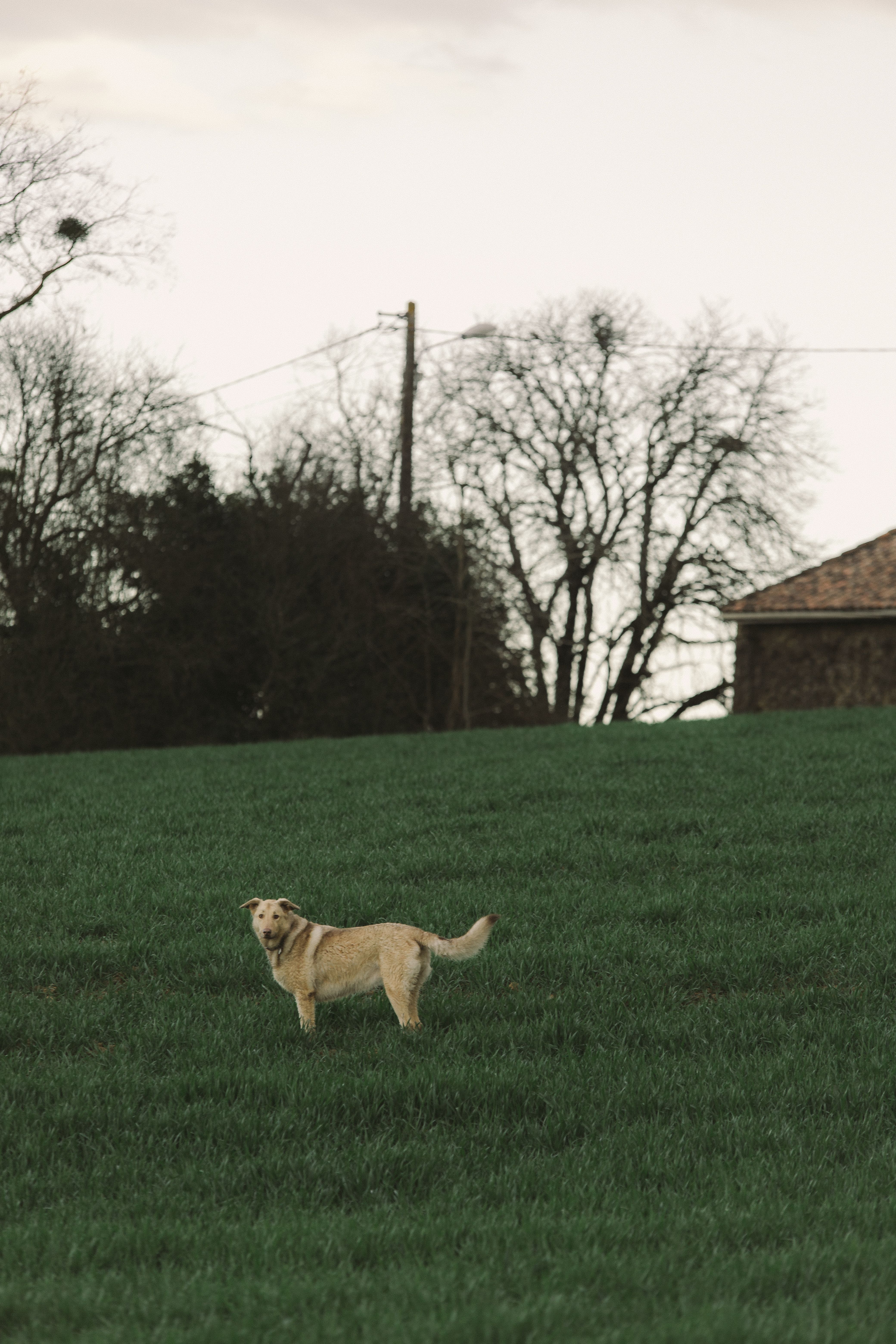 A Dog on the Farm · Free Stock Photo