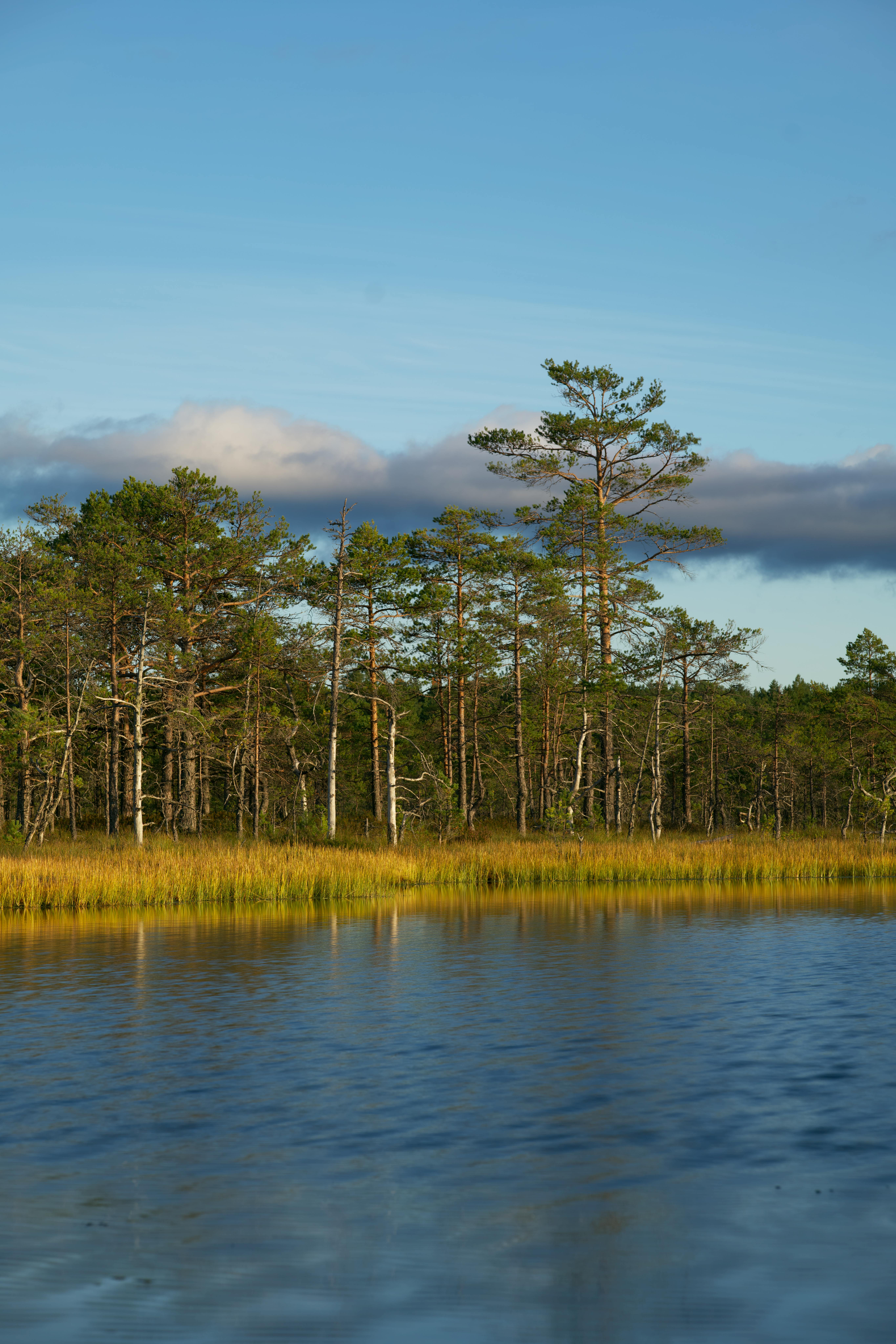 Wetland trees · Free Stock Photo