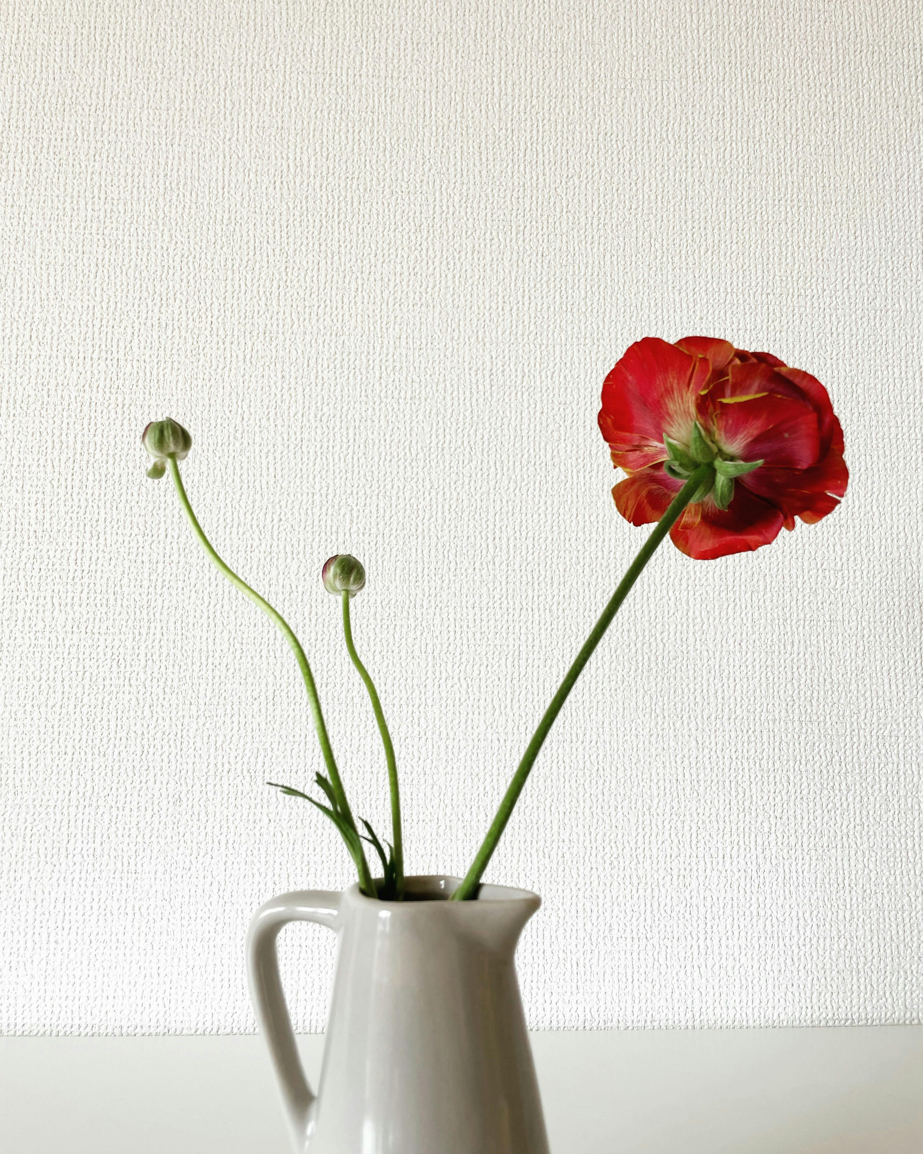 A Poppy in a Vase · Free Stock Photo