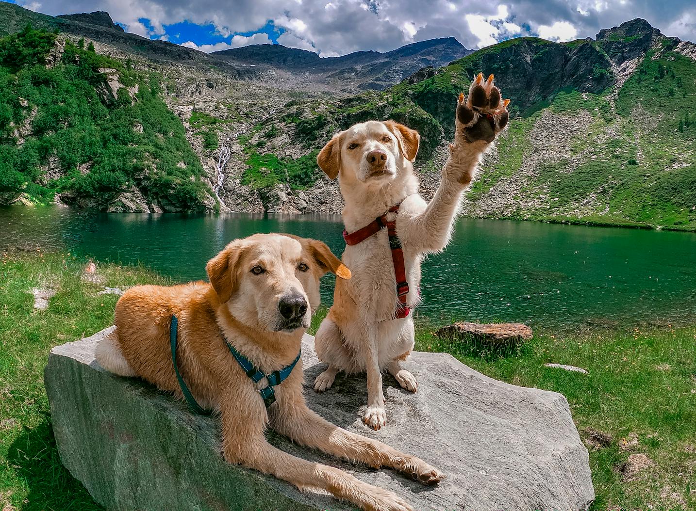 Labrador Dog Growth Stages: A Guide to Healthy Development