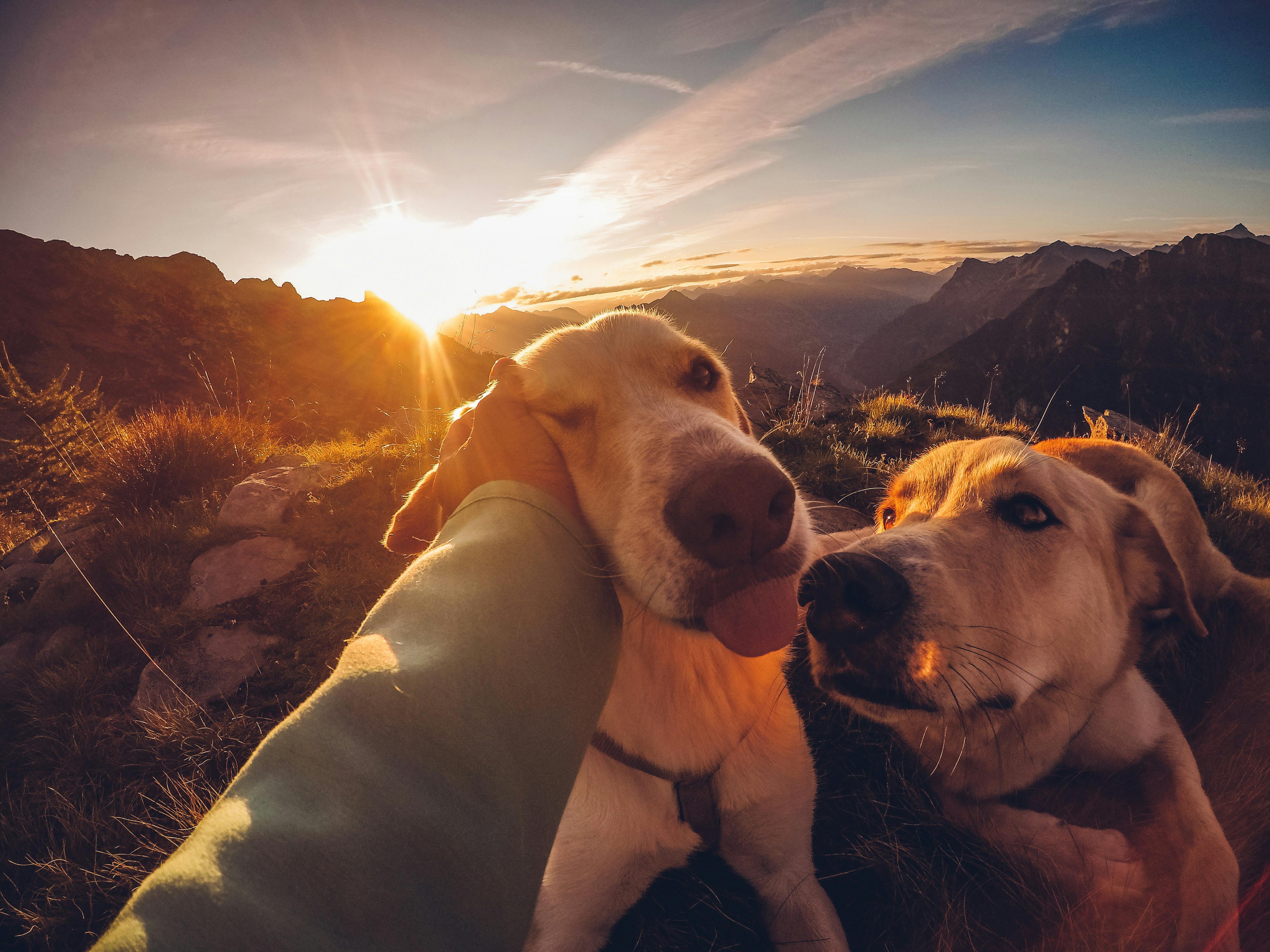 Dogs Sunset Photos, Download The BEST Free Dogs Sunset Stock Photos ...