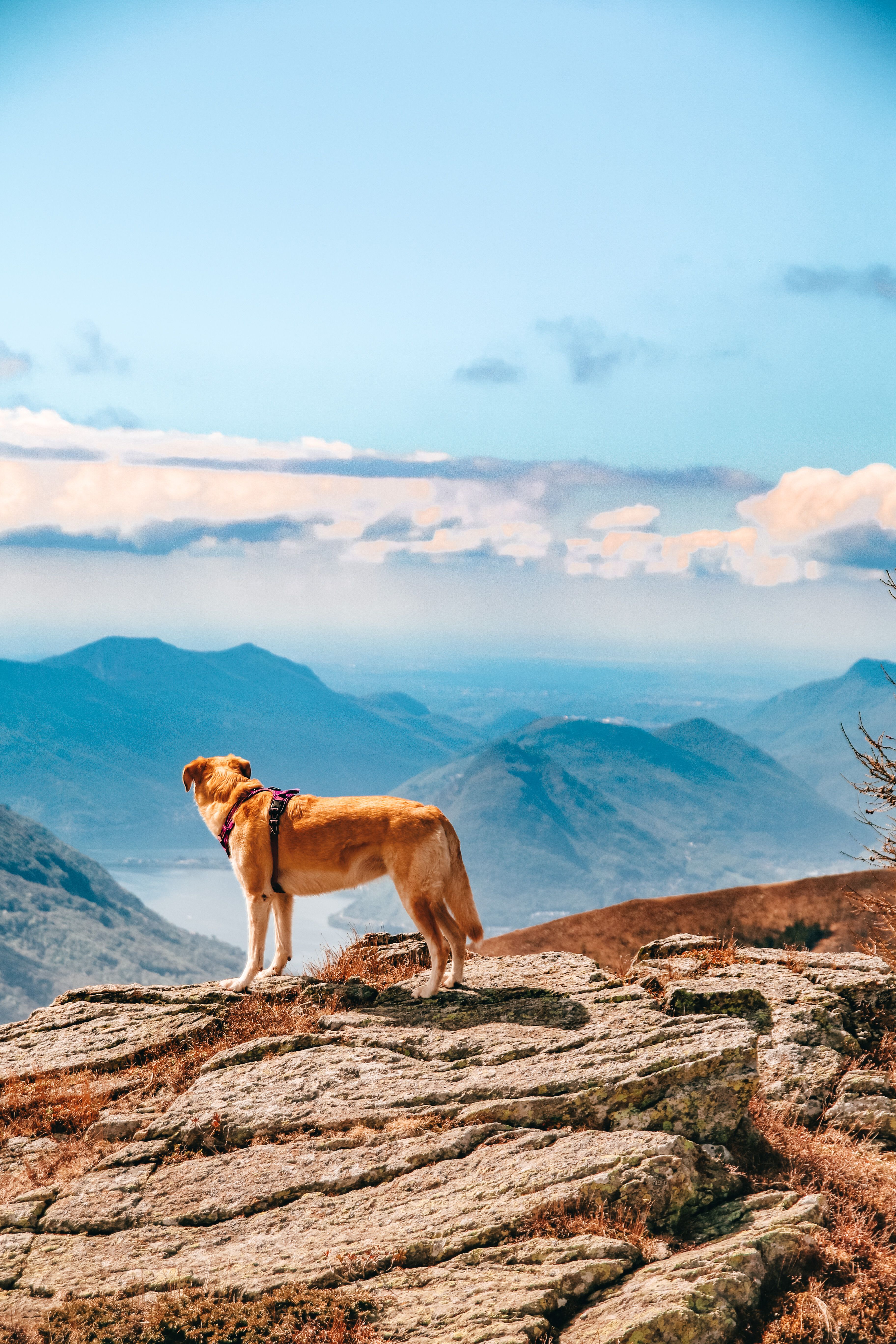 Dog in Mountains · Free Stock Photo
