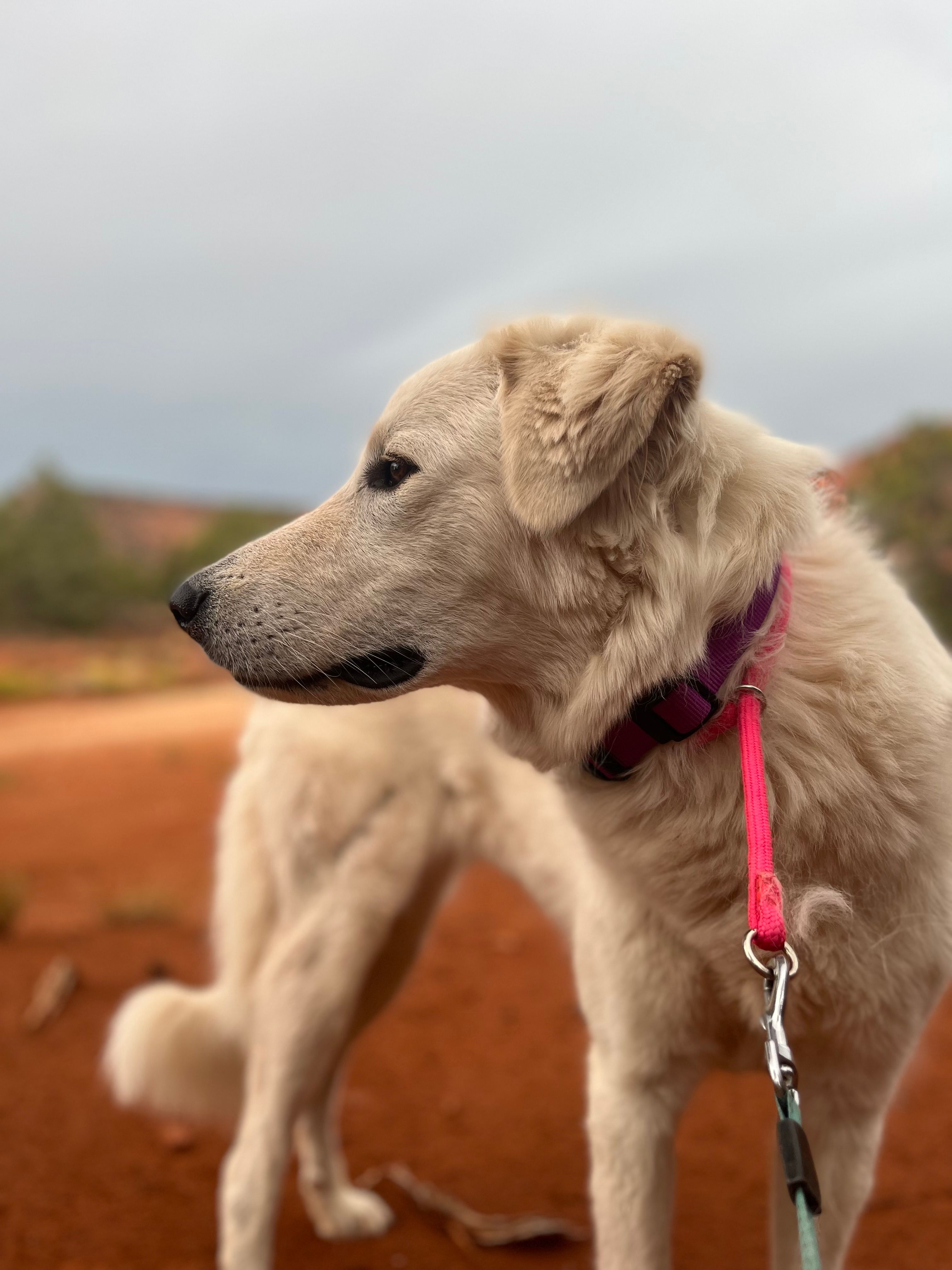 Close up of Dog · Free Stock Photo