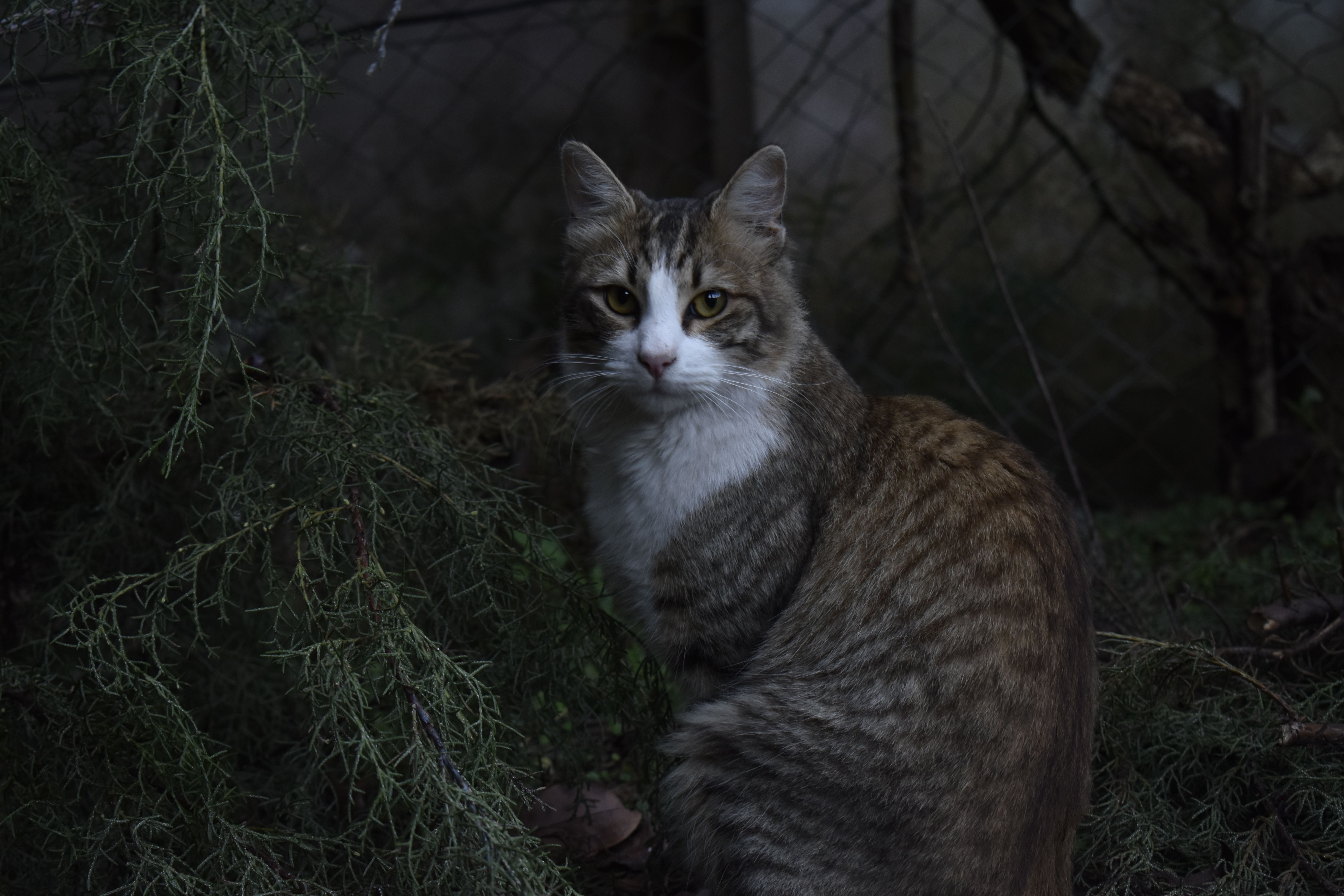Tabby Cat by Conifer Tree · Free Stock Photo