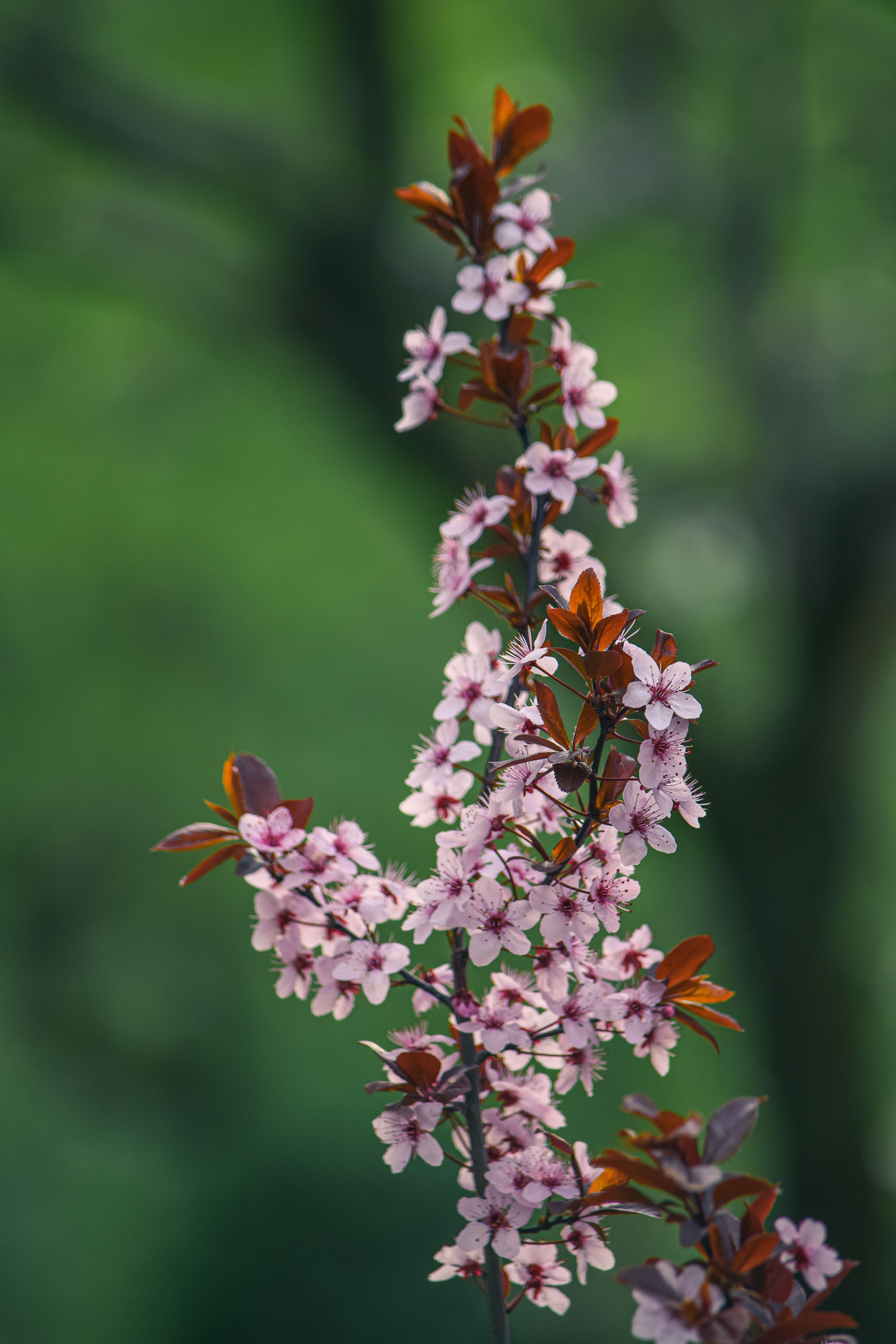 Branch with Pink Blossoms · Free Stock Photo
