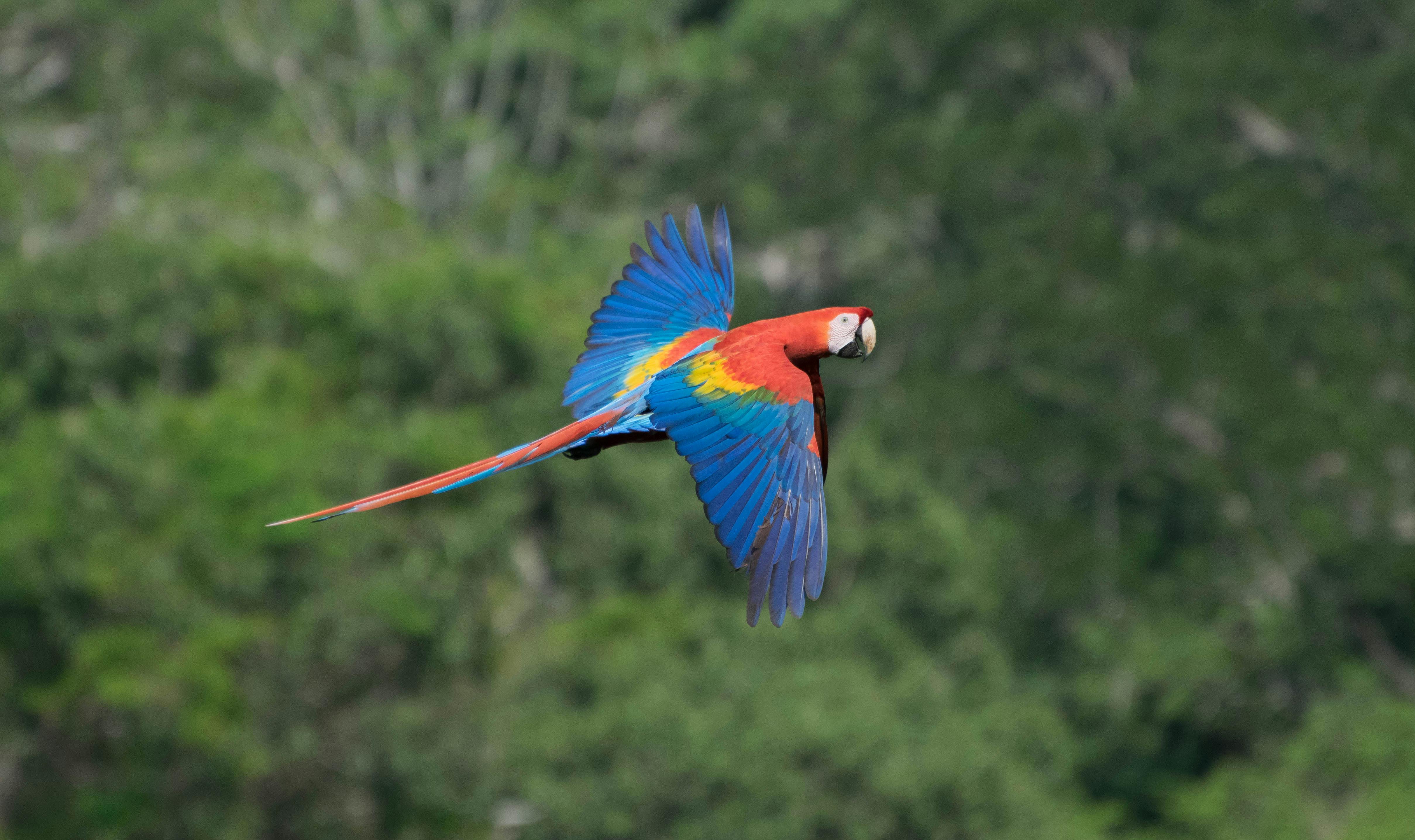 Close-up of a Flying Parrot · Free Stock Photo