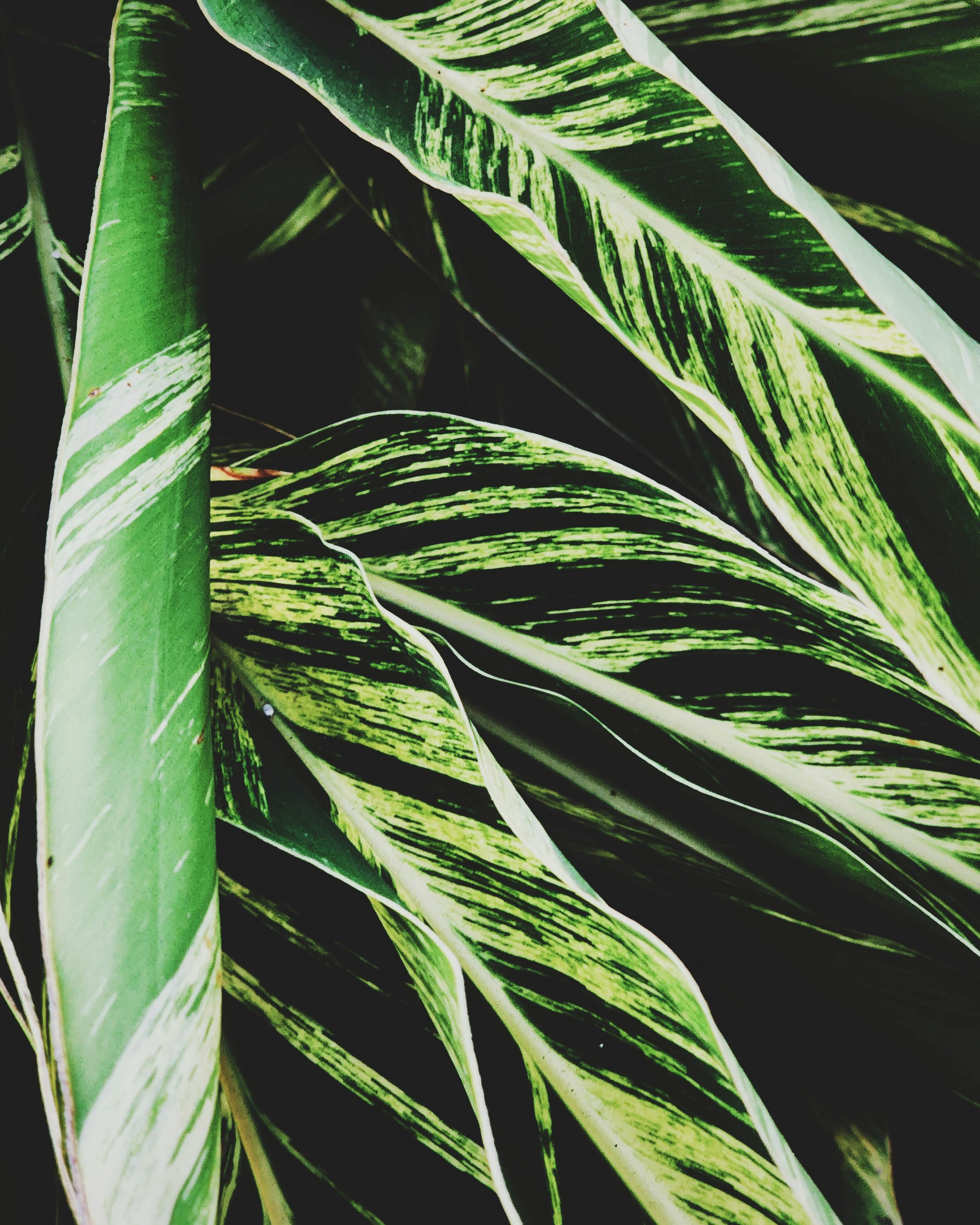Close up of Sunlit Leaves · Free Stock Photo