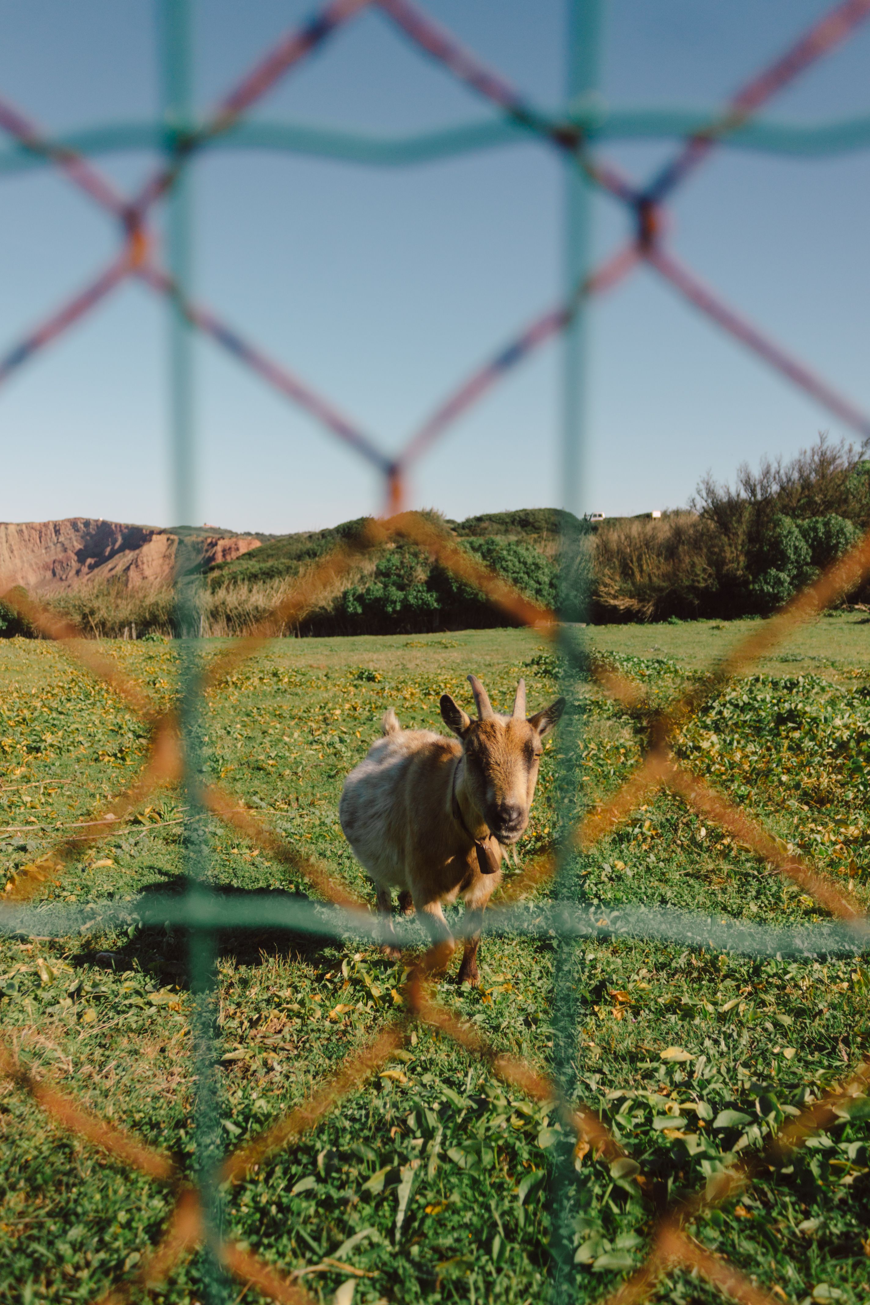 Domestic Yak Standing on a Mountain · Free Stock Photo