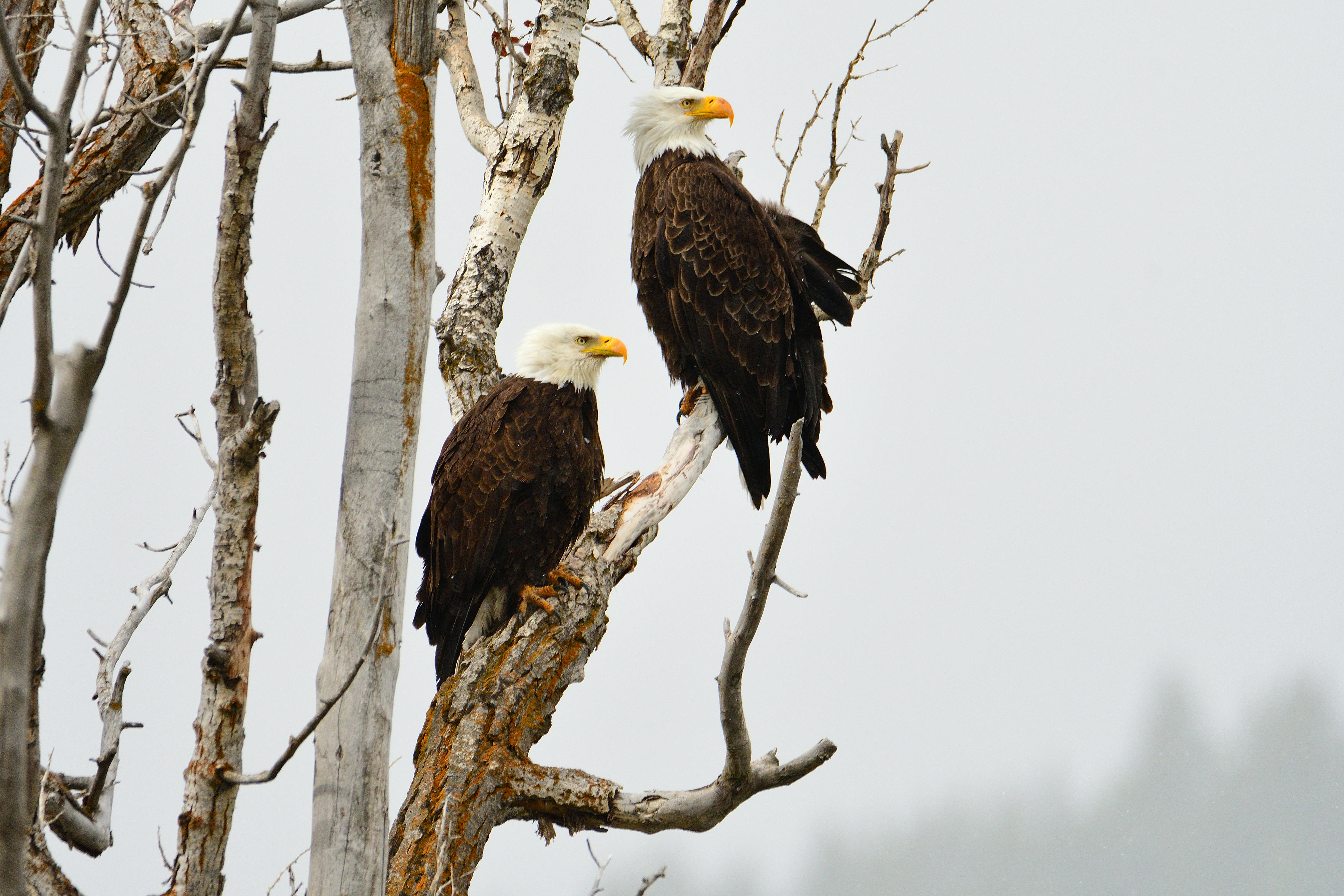 Bald Eagle Perched on Tree Stump · Free Stock Photo