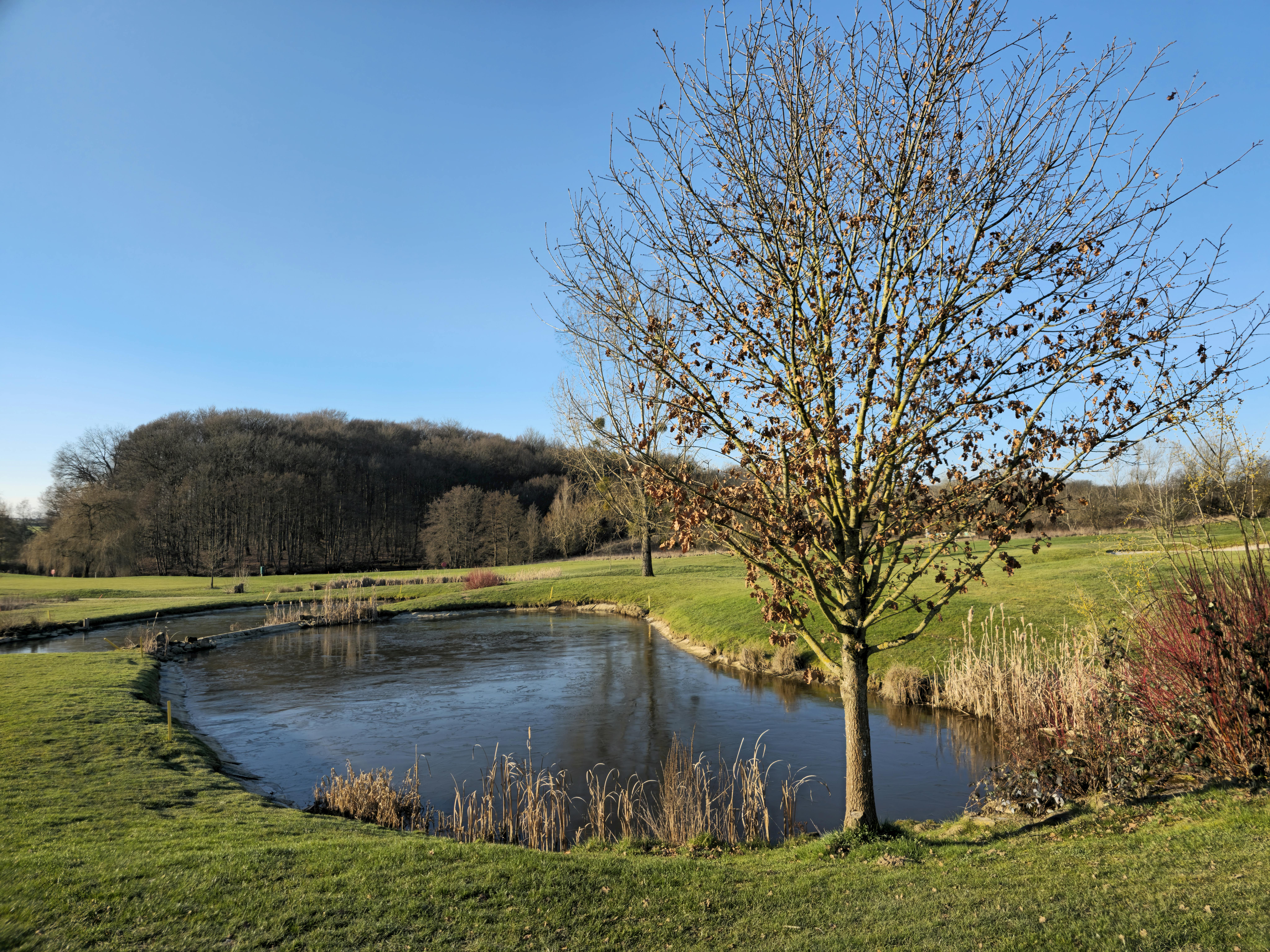 A pond in a golf course with trees and grass · Free Stock Photo