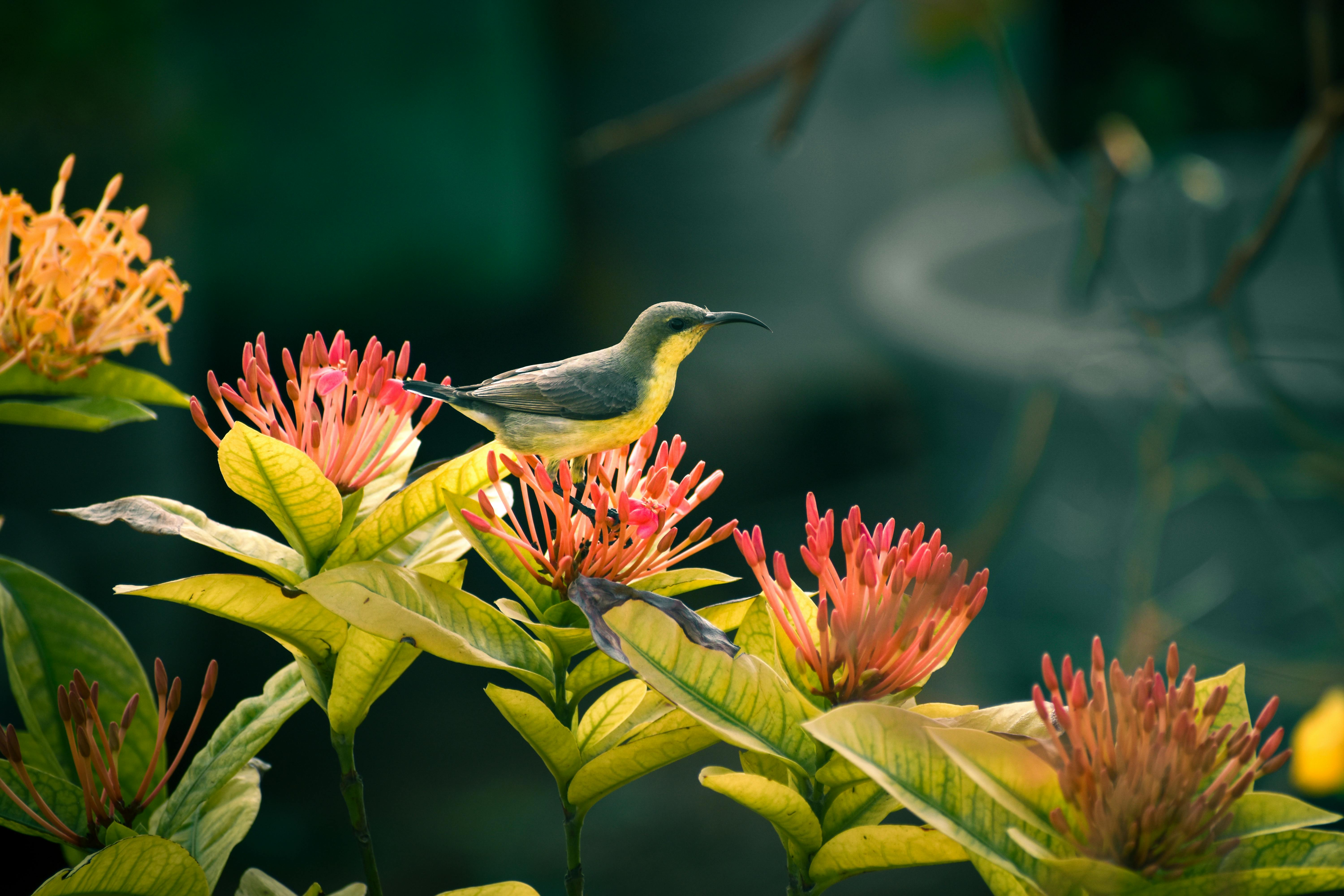 A bird perched on a flower in a garden · Free Stock Photo